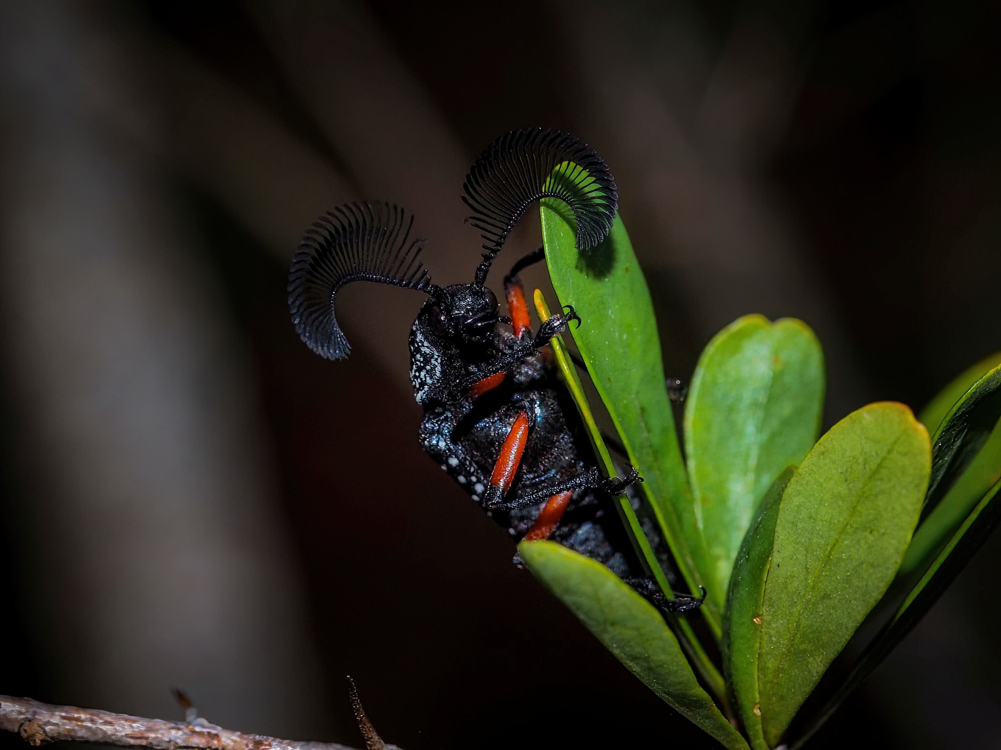 Feather-horned Beetle (Rhipicera femorata) – Ausemade