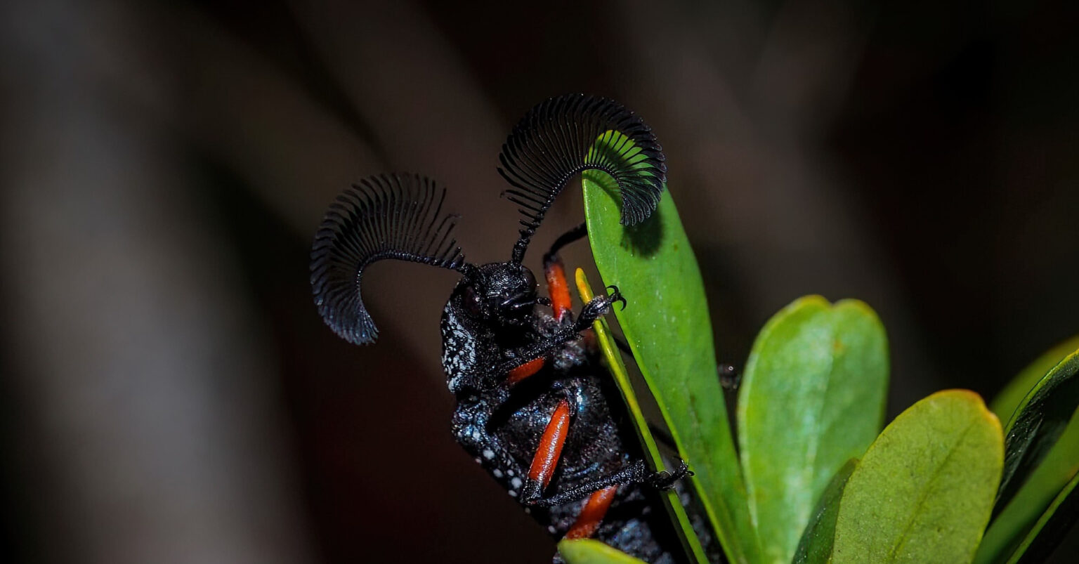 Feather-horned Beetle (Rhipicera femorata) – Ausemade