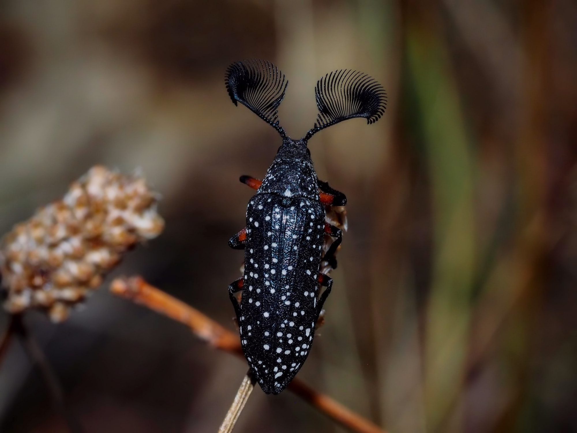 Feather-horned Beetle (Rhipicera femorata) – Ausemade