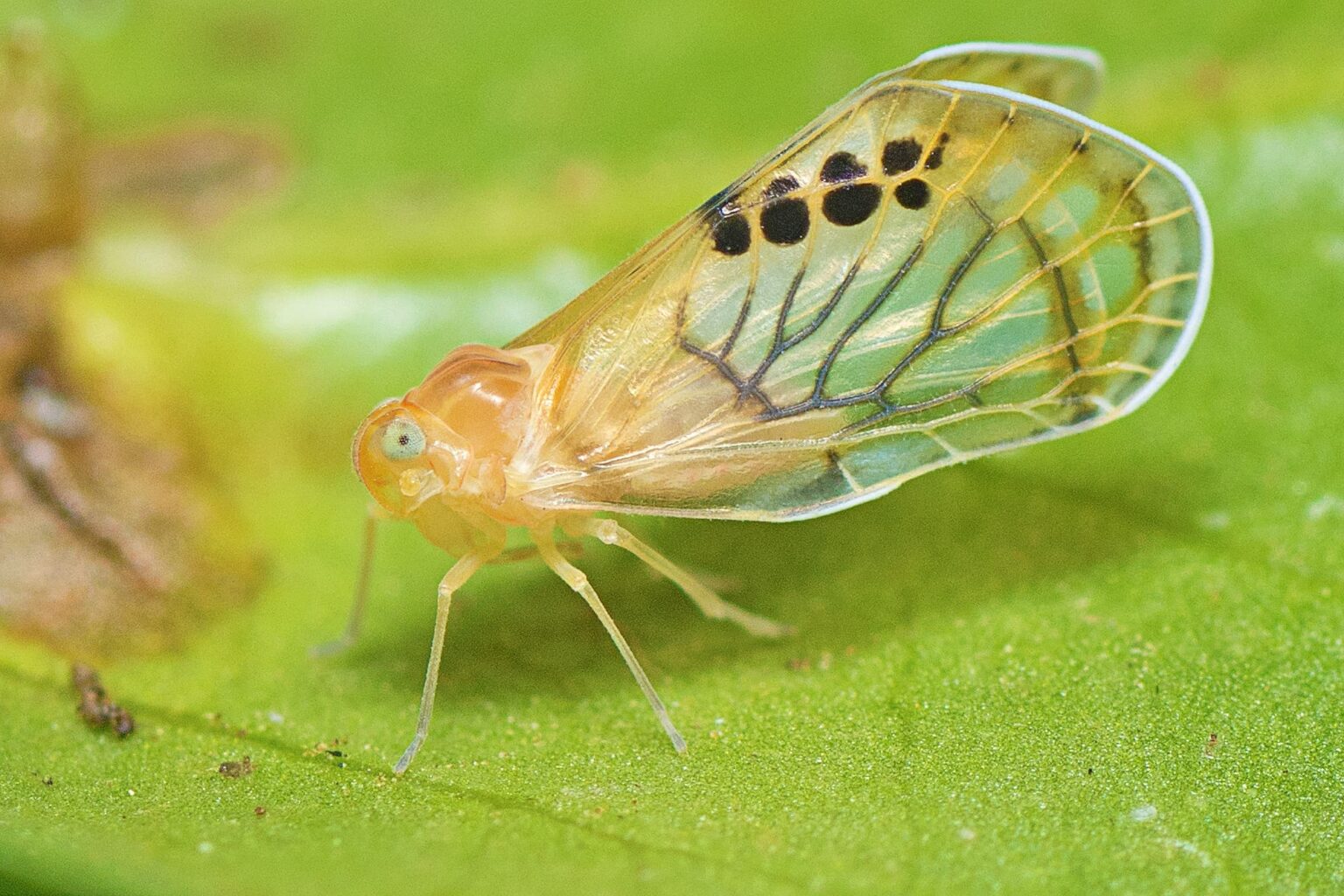 Fulgoromorpha (Planthoppers) – Ausemade