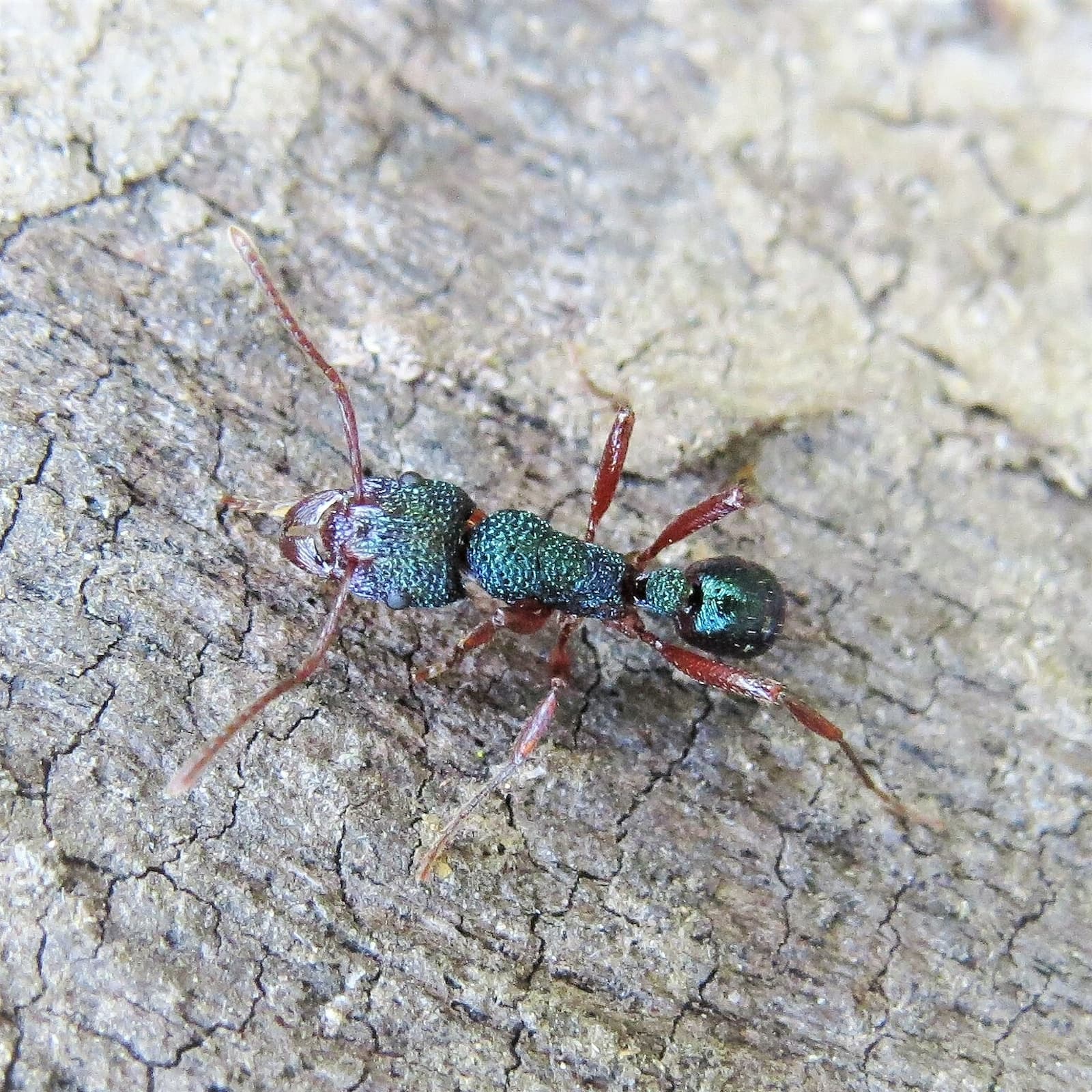 Rhytidoponera aspera – Ausemade