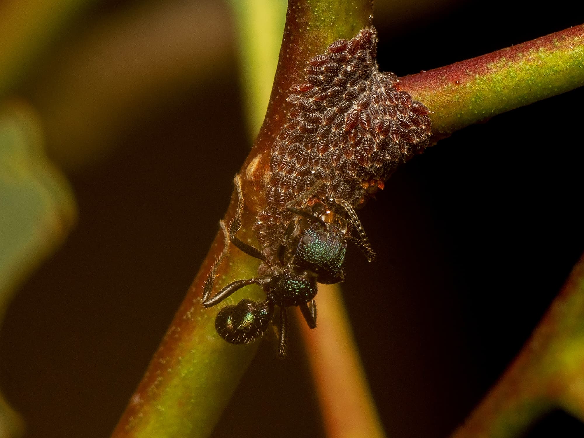 Rhytidoponera metallica (Green-head Ant) – Ausemade