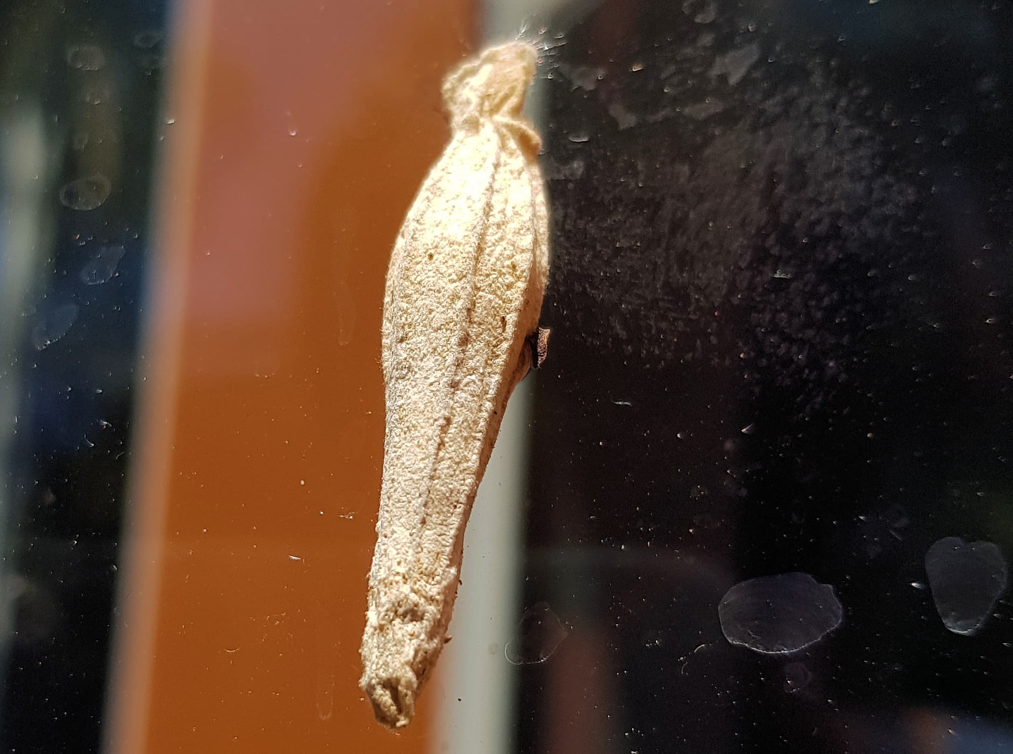 Case Moths (Variety of Cocoons) – Ausemade