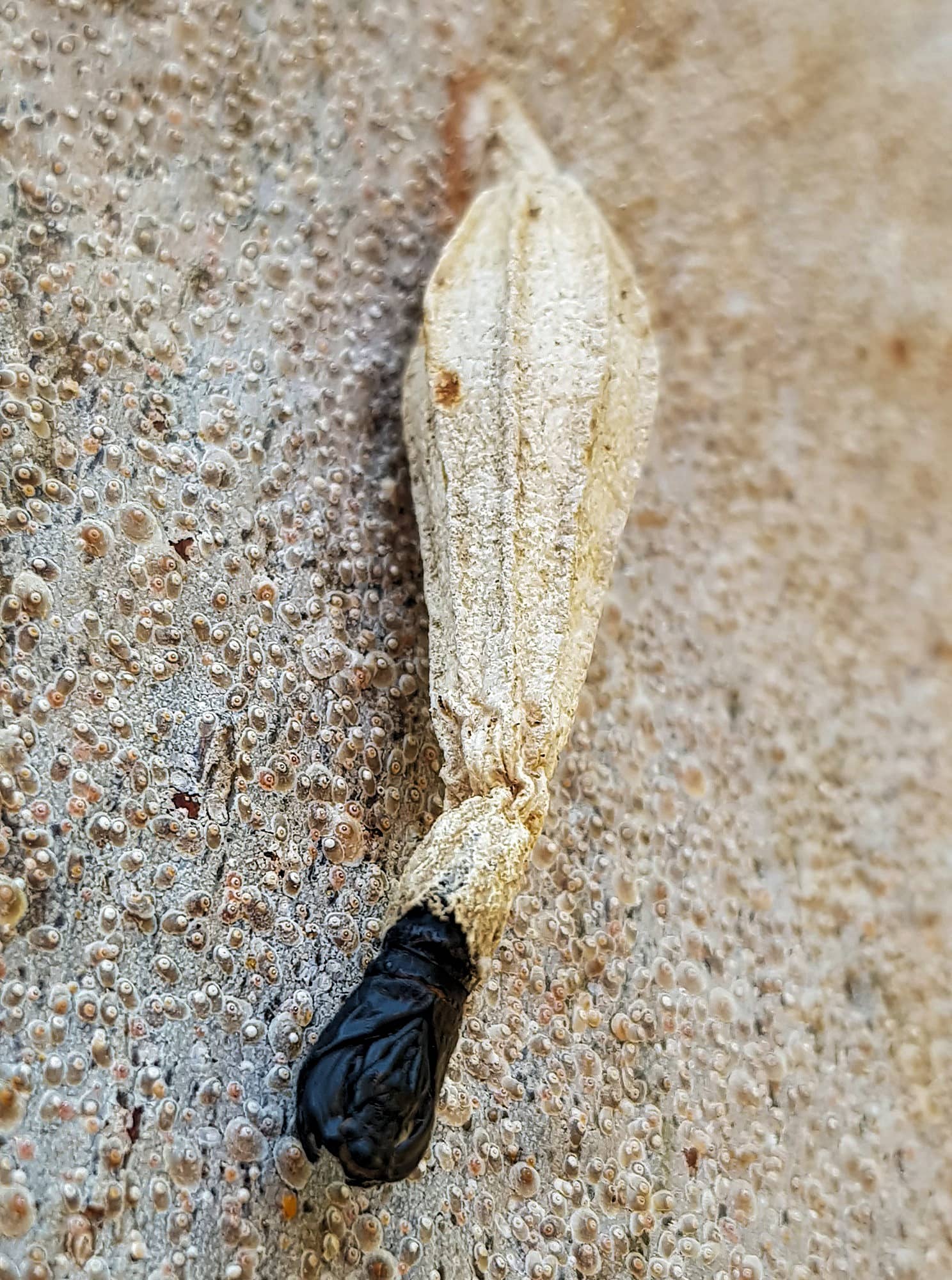 Case Moths (Variety of Cocoons) – Ausemade