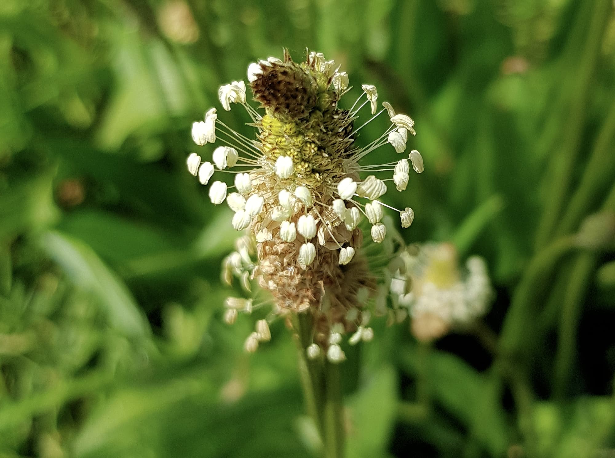 Ribwort Plantain (Plantago lanceolata) – Ausemade