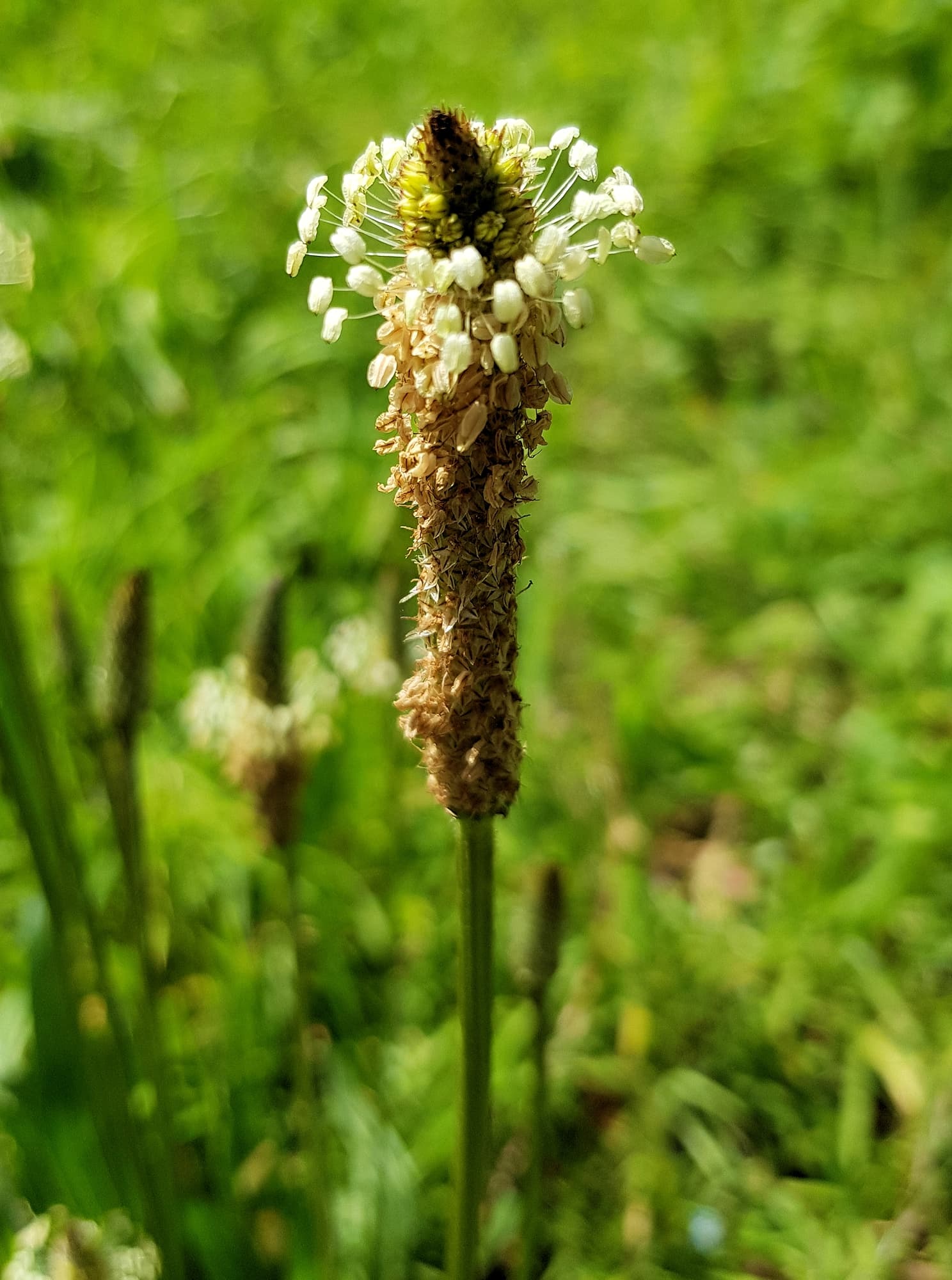 Ribwort Plantain (Plantago lanceolata) – Ausemade