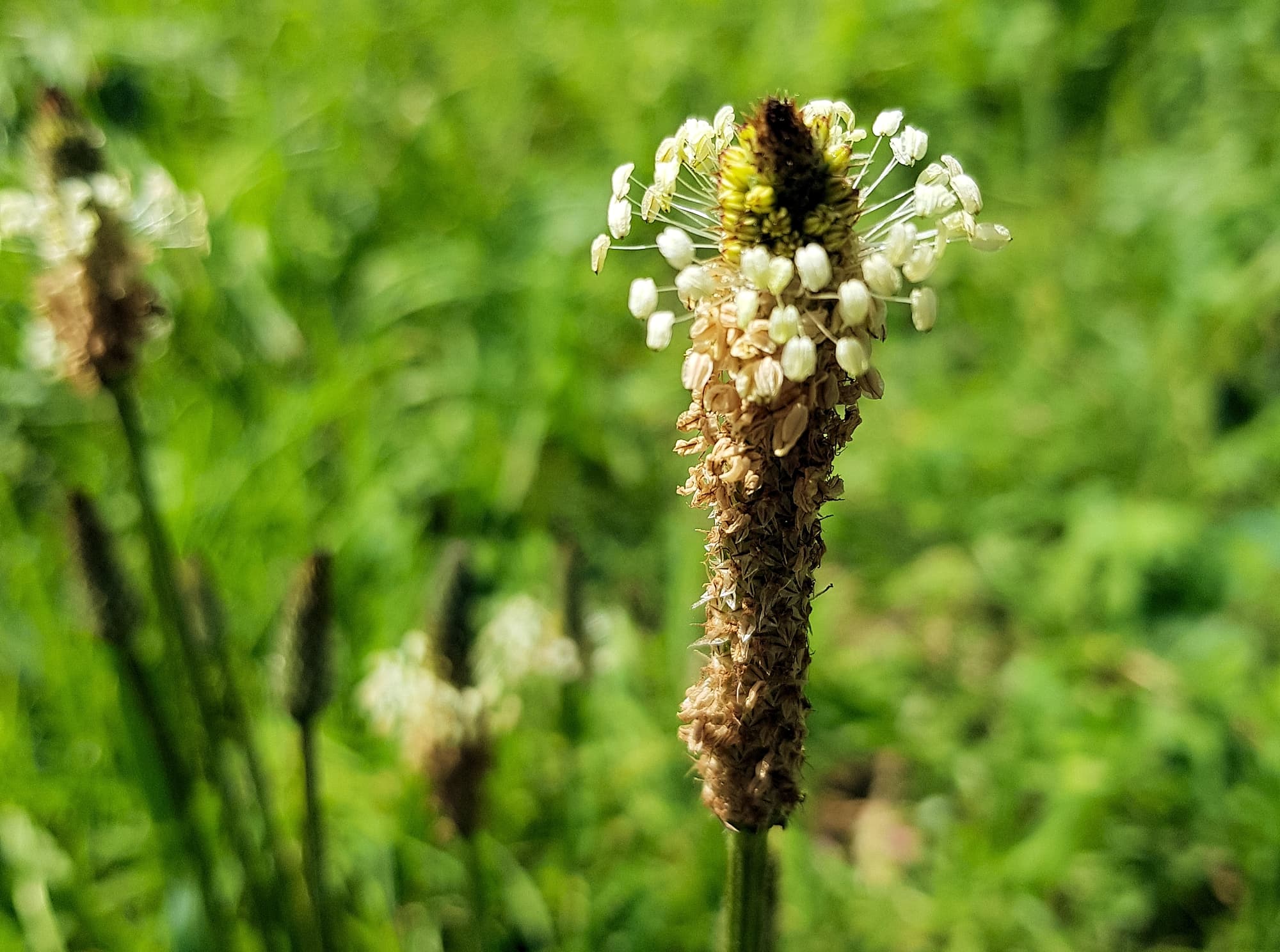Ribwort Plantain (Plantago lanceolata) – Ausemade