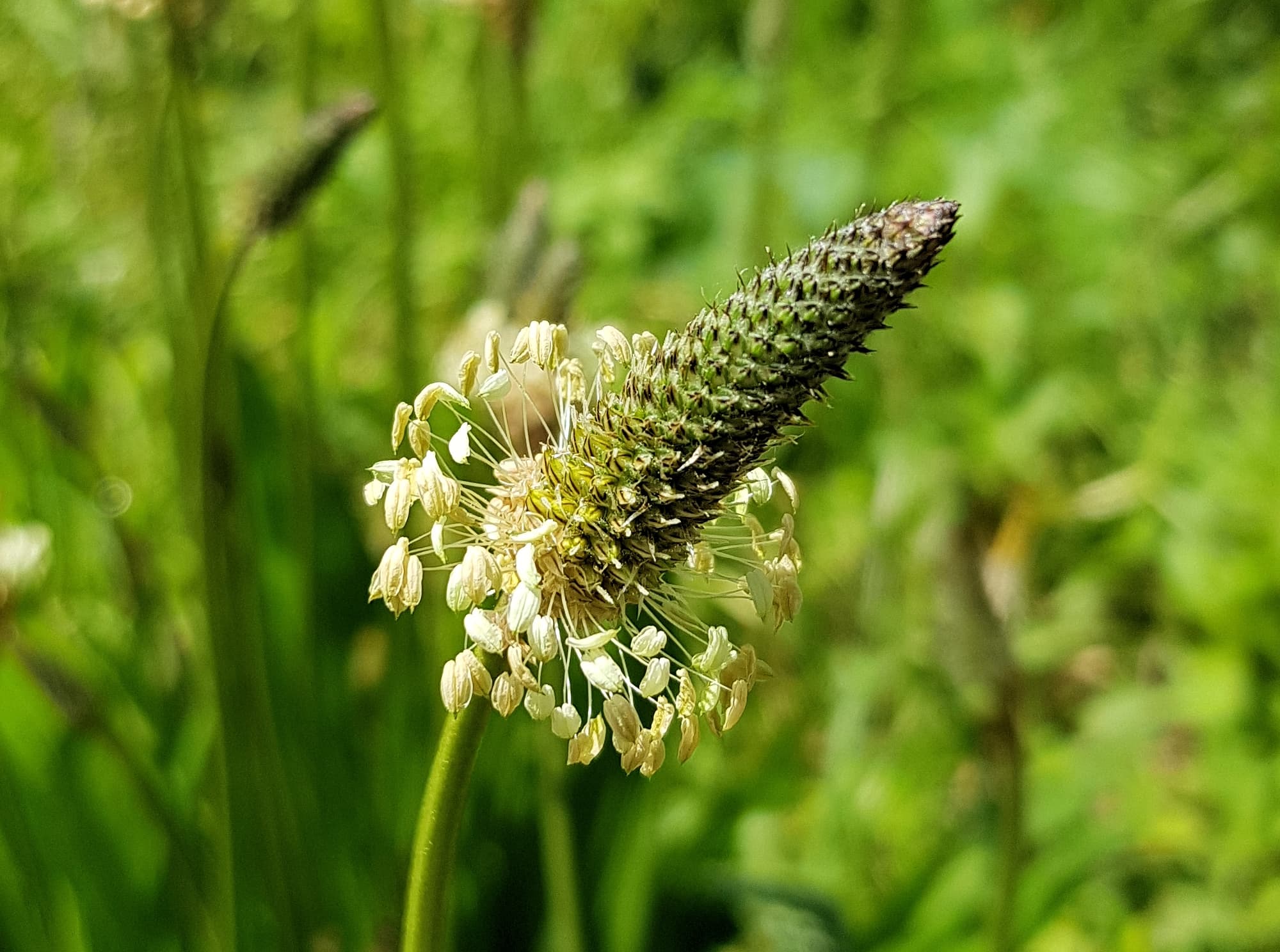 Ribwort Plantain (Plantago lanceolata) – Ausemade