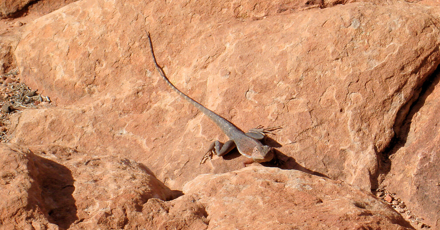 Ring-tailed Dragon – Ausemade