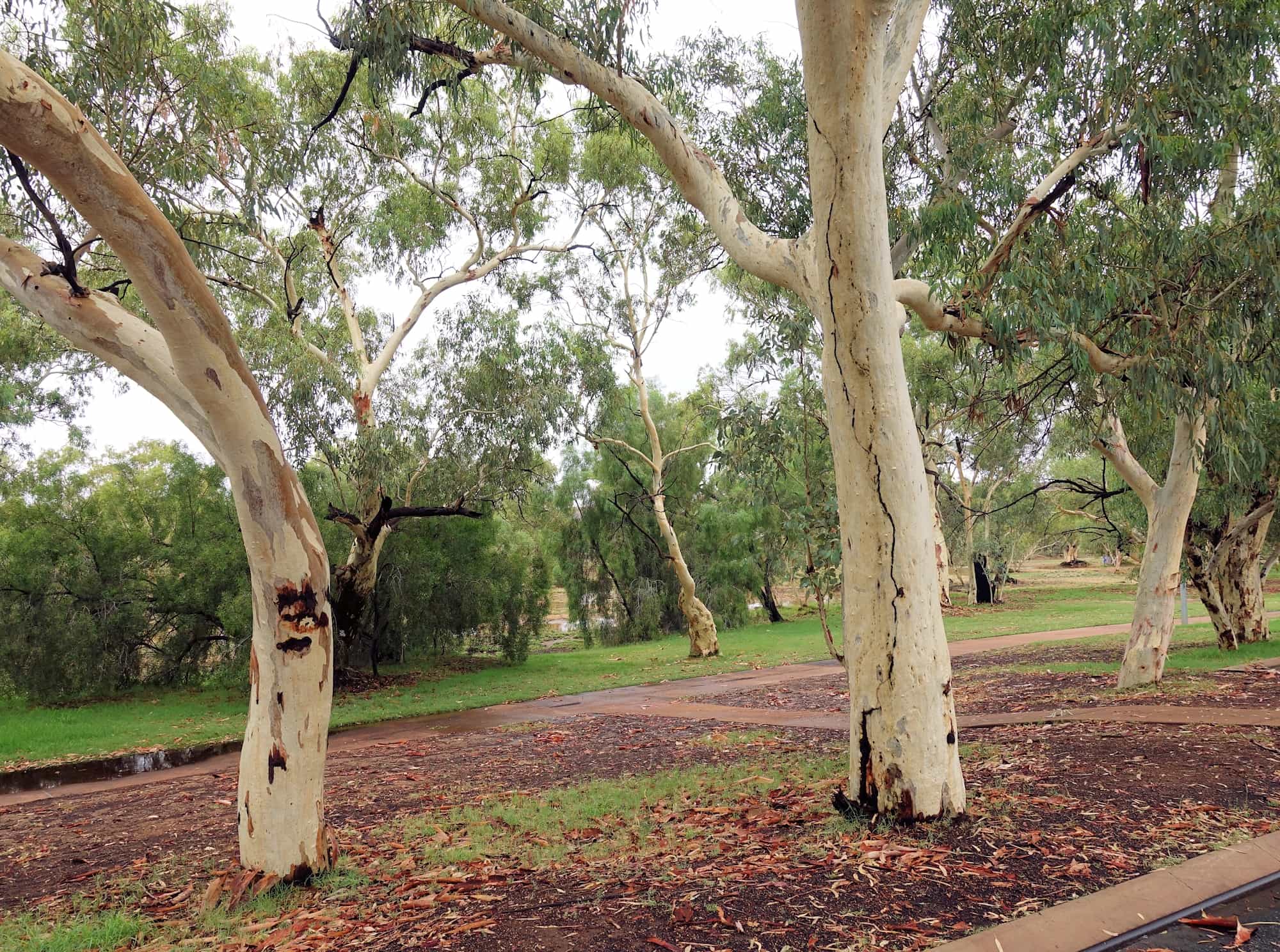 River Red Gum – Ausemade