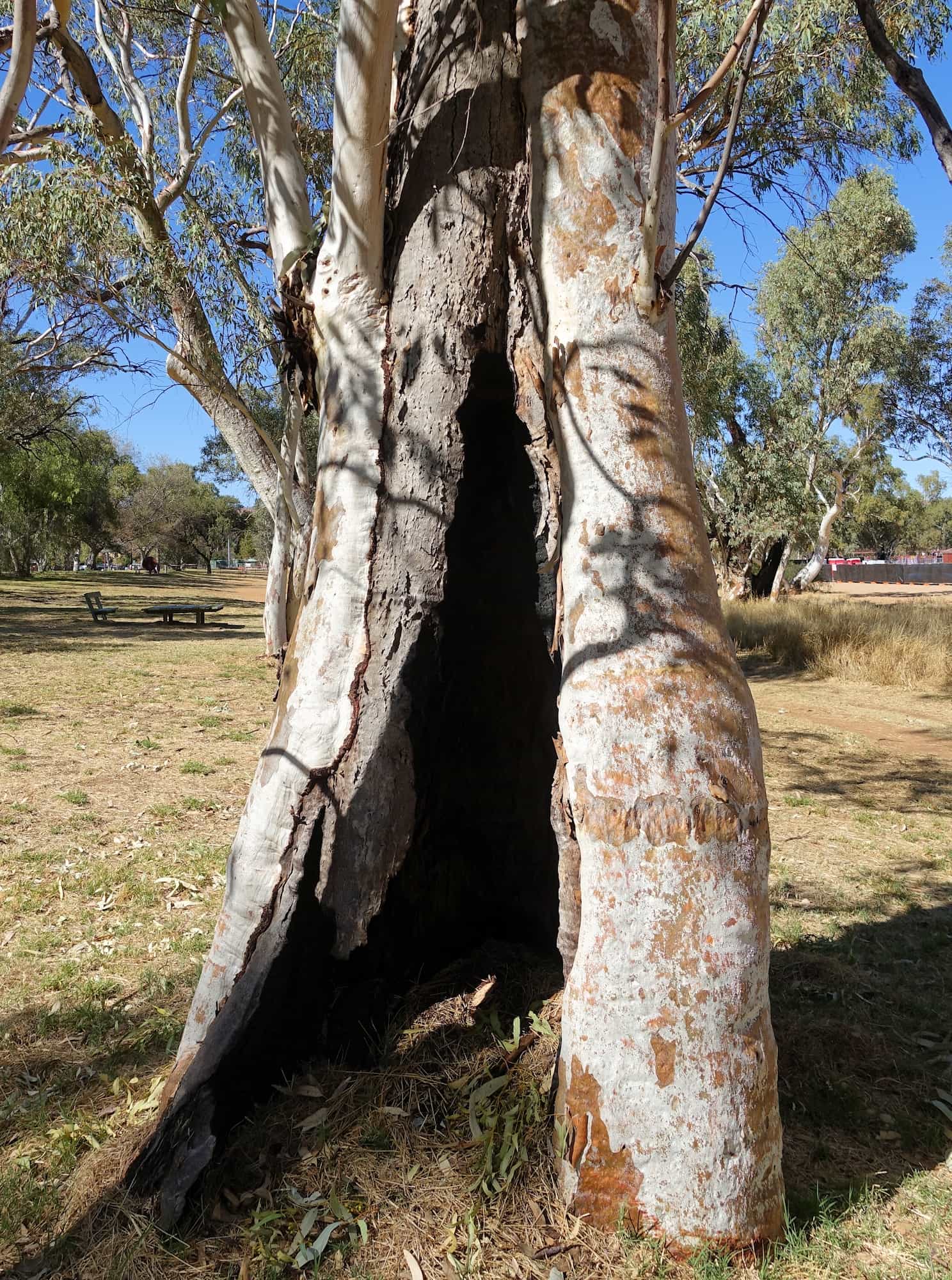Loving the River Red Gum – Ausemade
