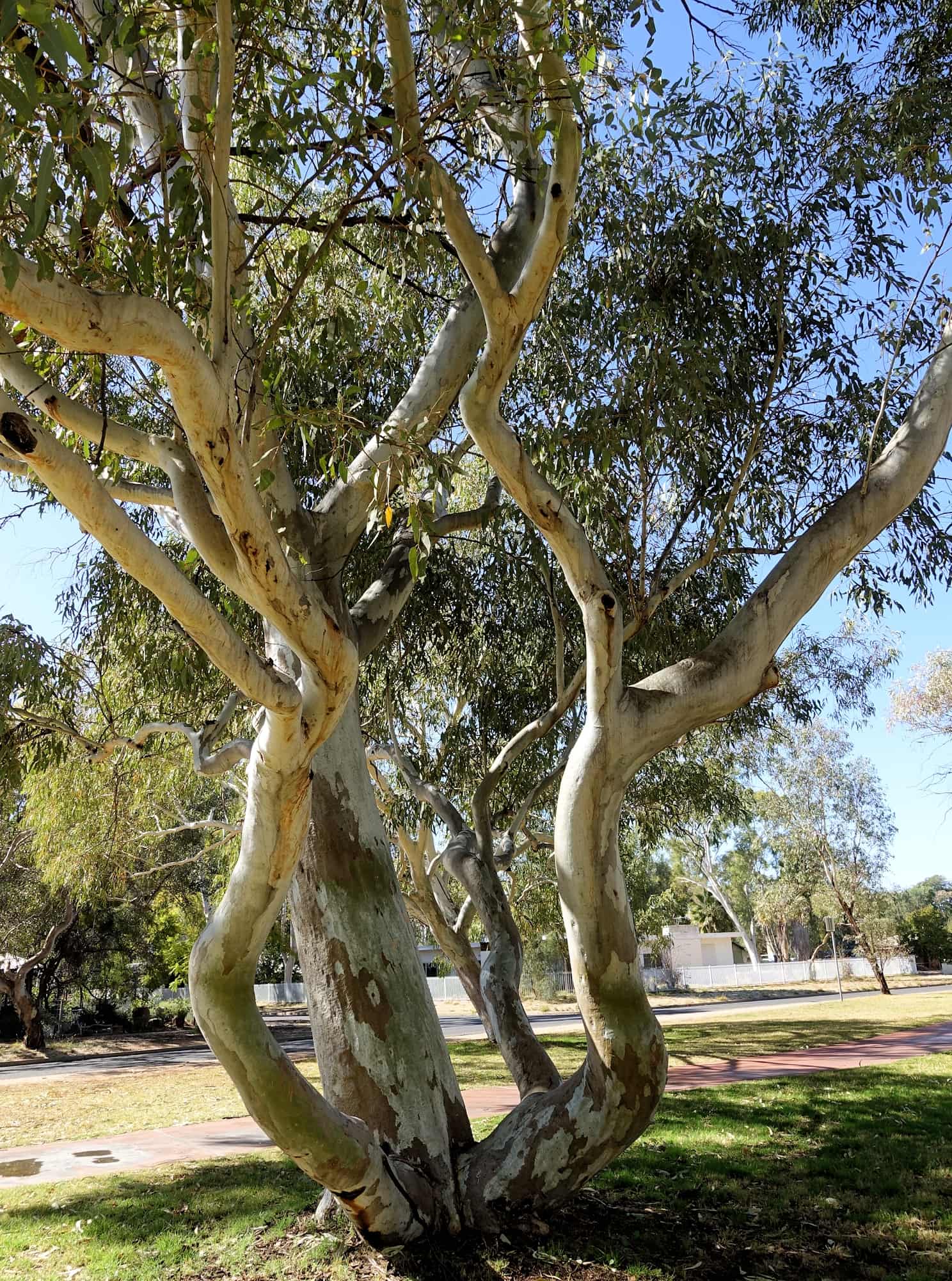 Loving the River Red Gum – Ausemade