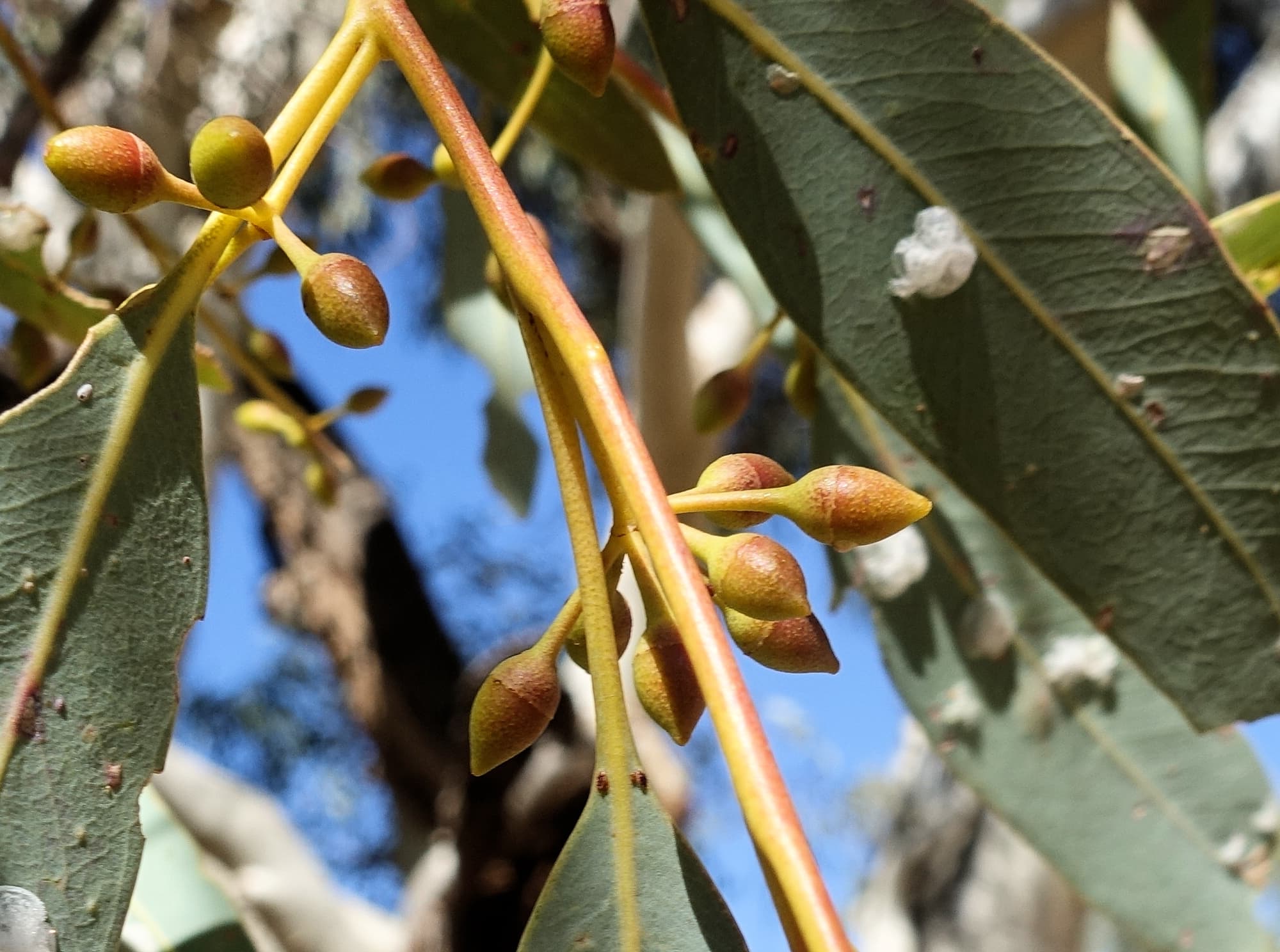 River Red Gum – Ausemade