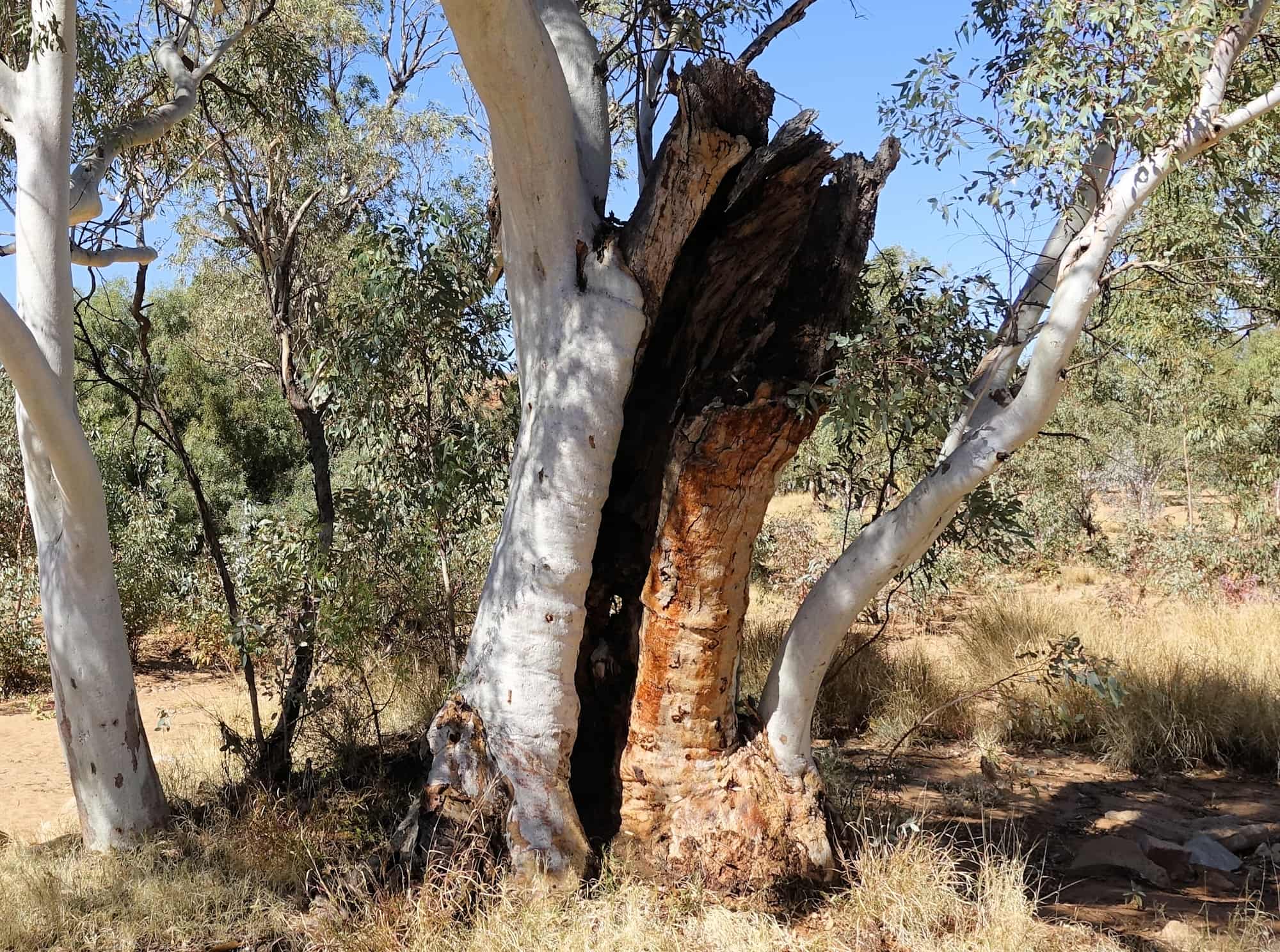 Loving the River Red Gum – Ausemade