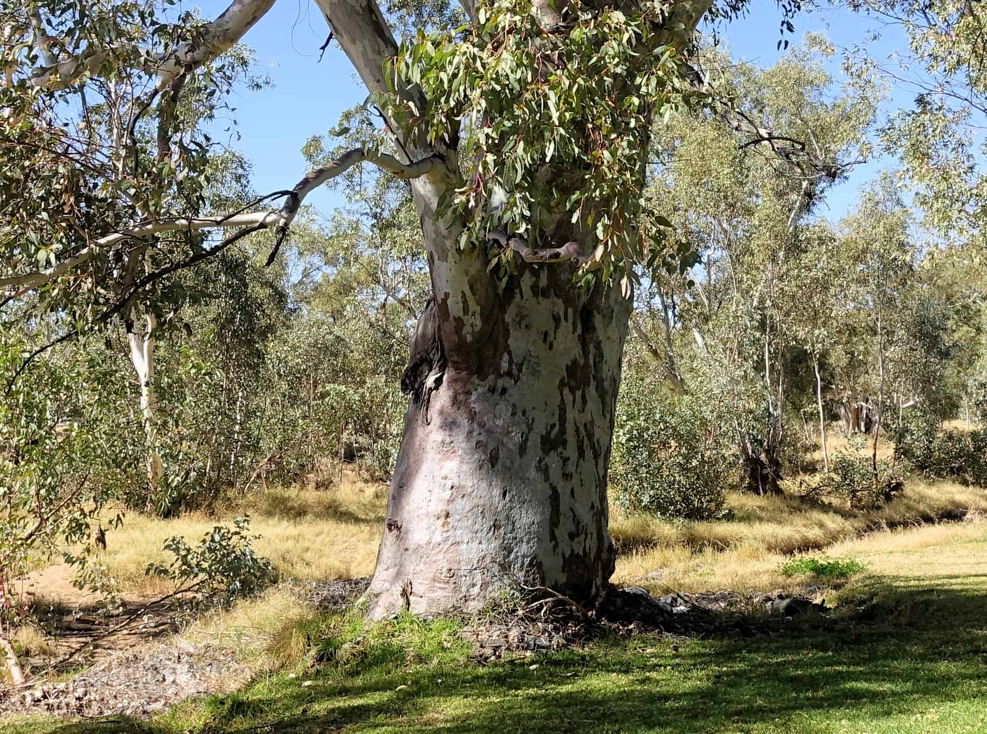 Loving the River Red Gum – Ausemade