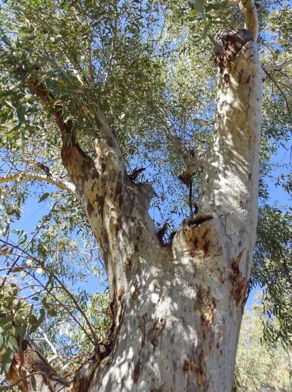 Loving the River Red Gum – Ausemade