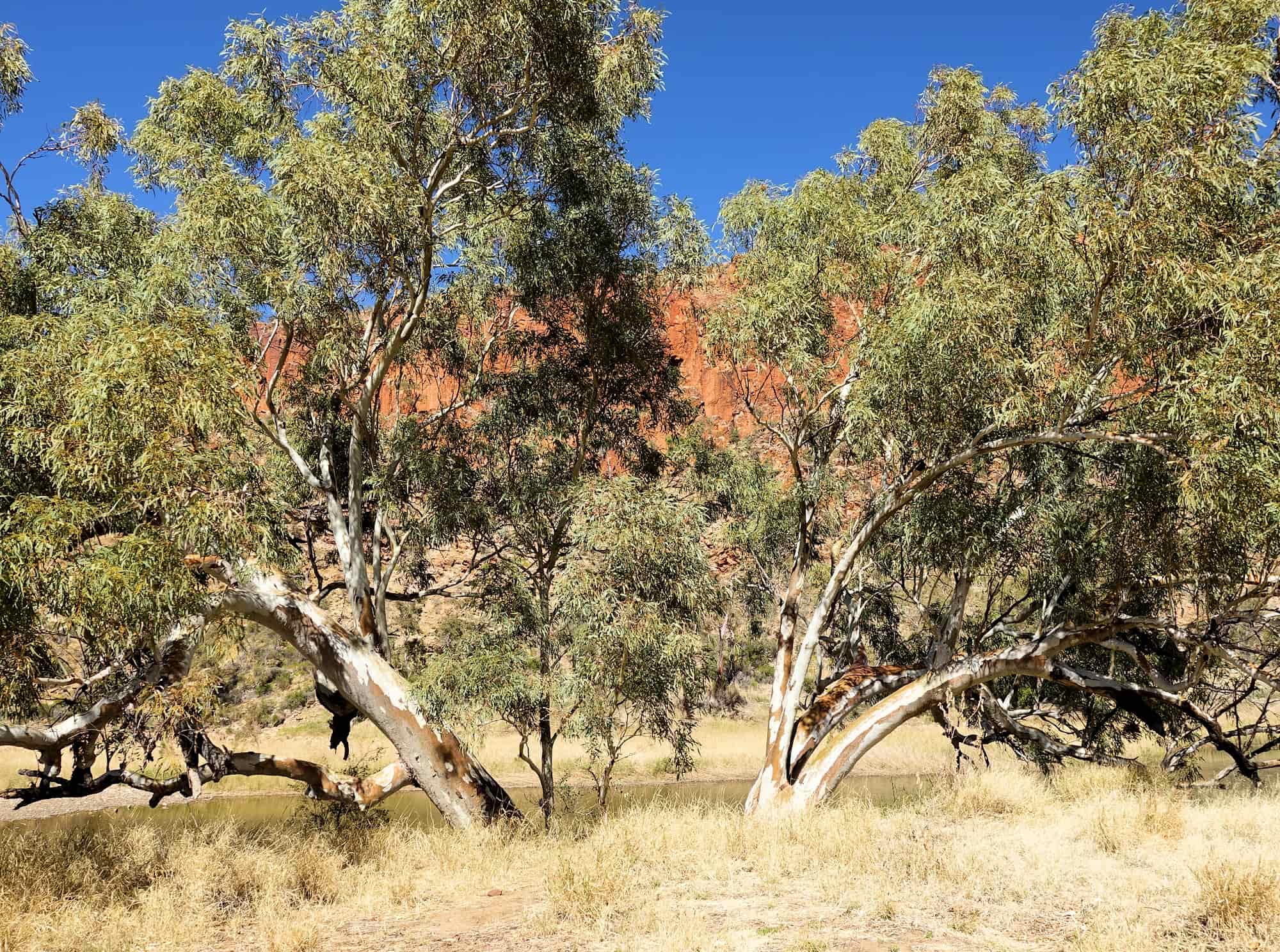 Eucalyptus camaldulensis (River Red Gum) – Ausemade