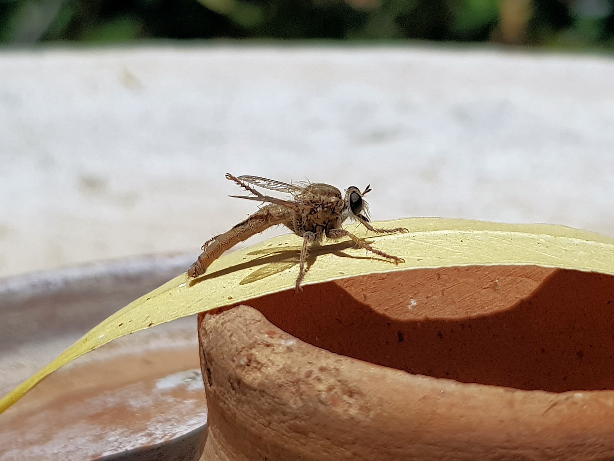 Robber Fly, Bathypogon sp – Ausemade