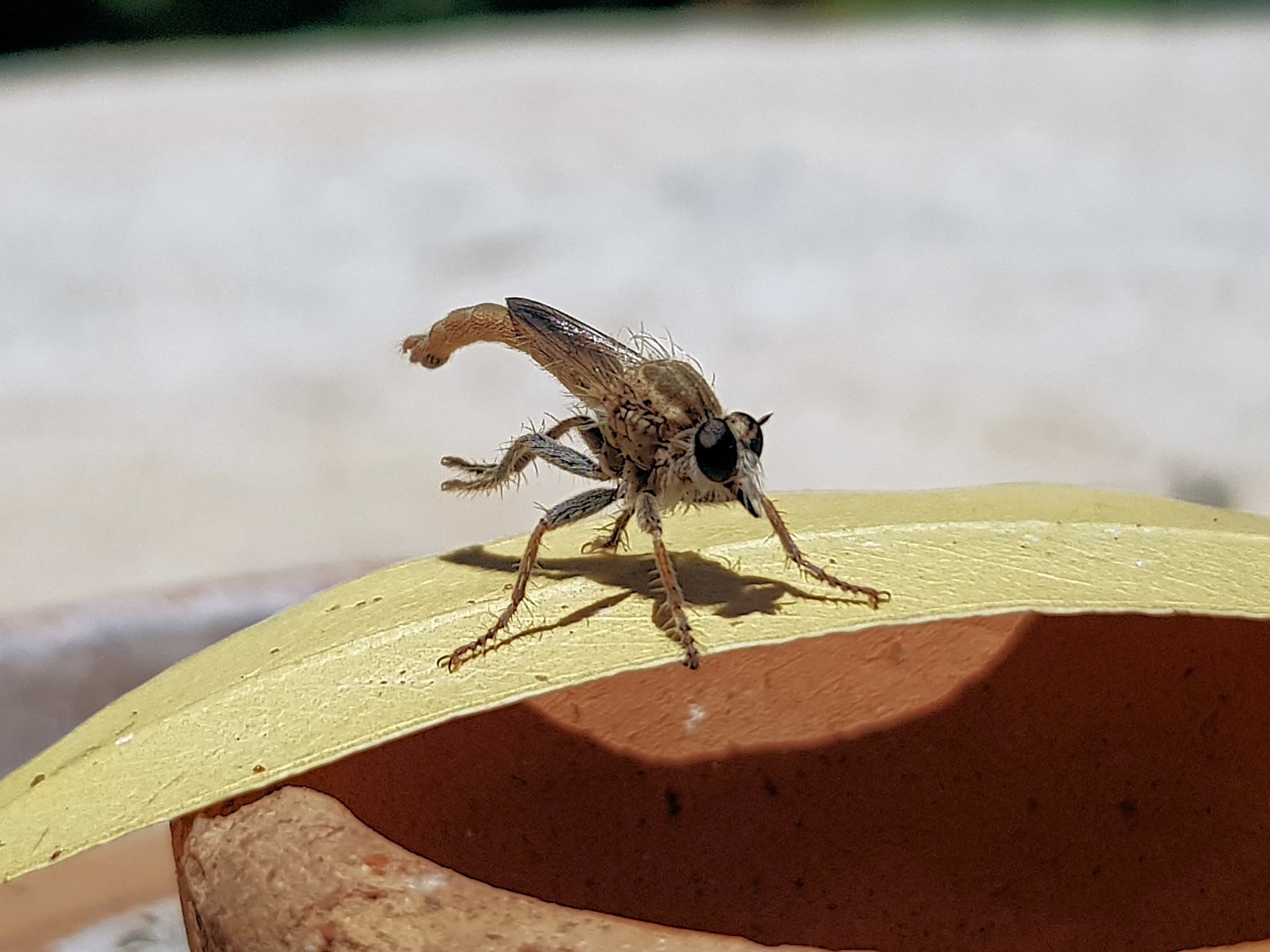 Robber Fly, Bathypogon sp – Ausemade