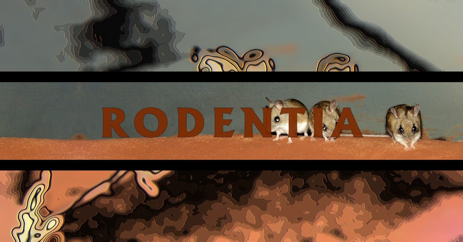 Rodentia (class Mammalia) – Ausemade