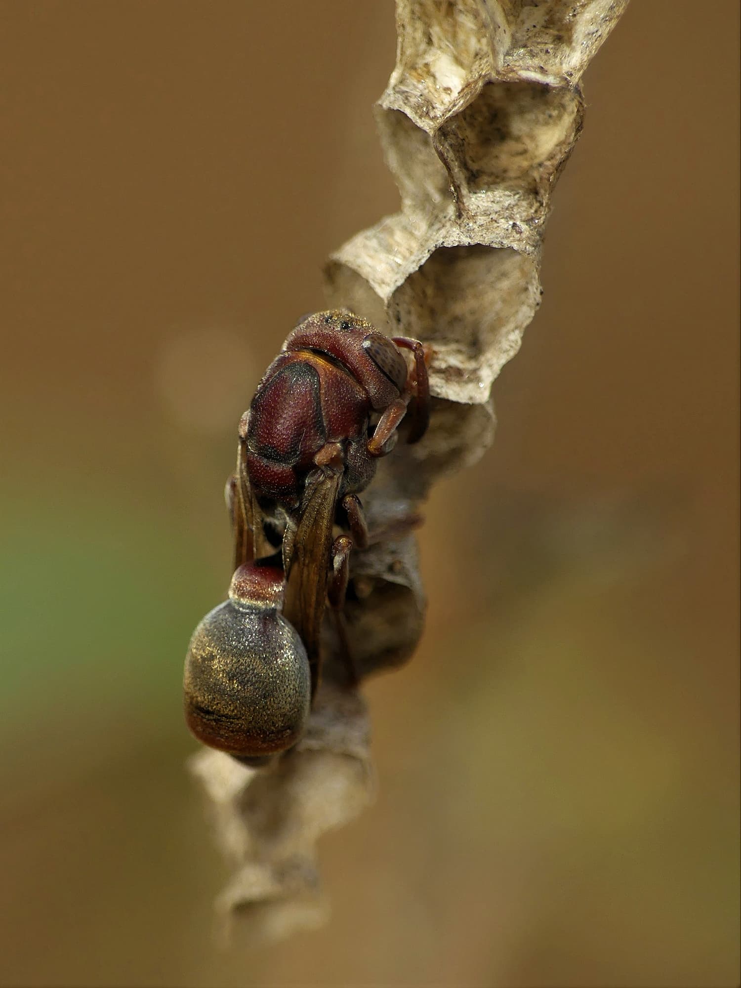 Stick-nest Brown Paper Wasp (Ropalidia revolutionalis) – Ausemade