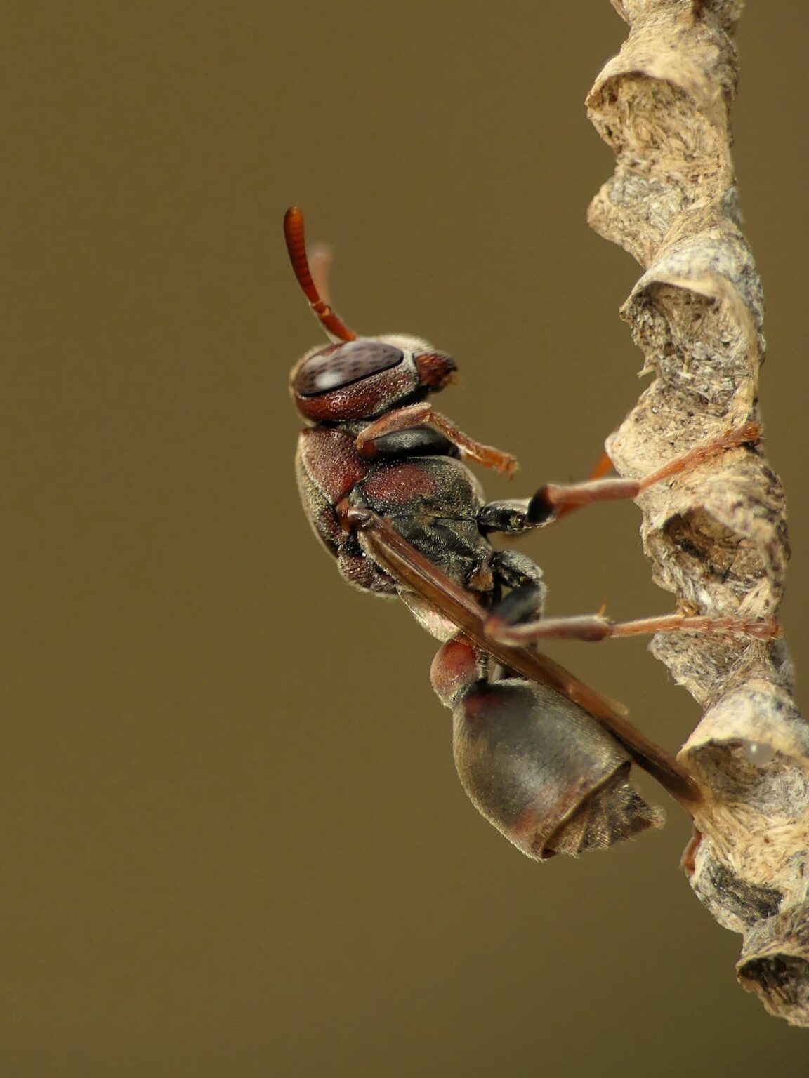 Stick-nest Brown Paper Wasp (Ropalidia revolutionalis) – Ausemade