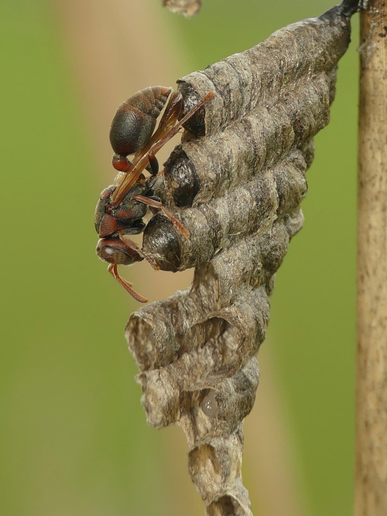 Stick-nest Brown Paper Wasp (Ropalidia revolutionalis) – Ausemade