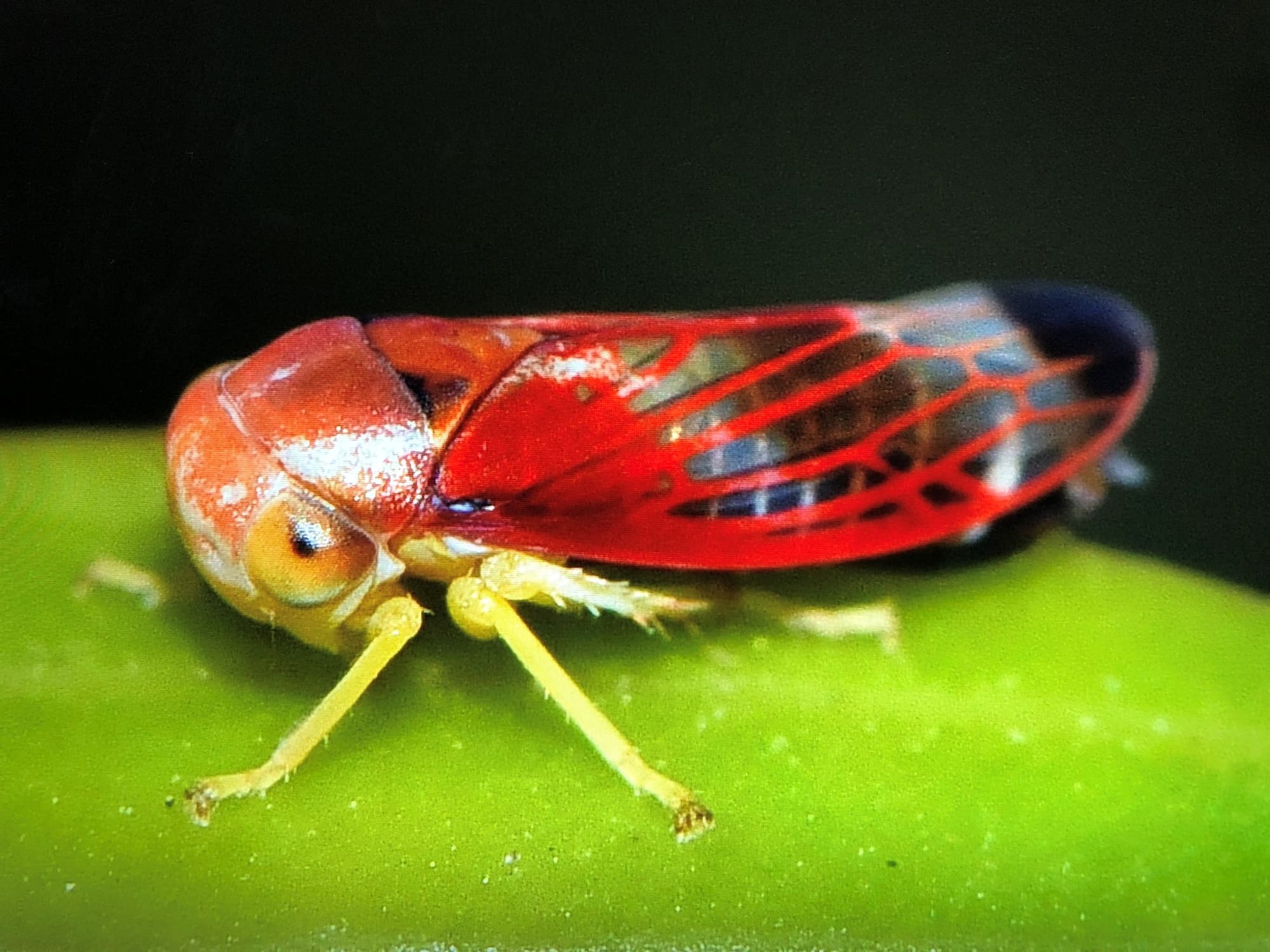 Cicadellidae – Ausemade
