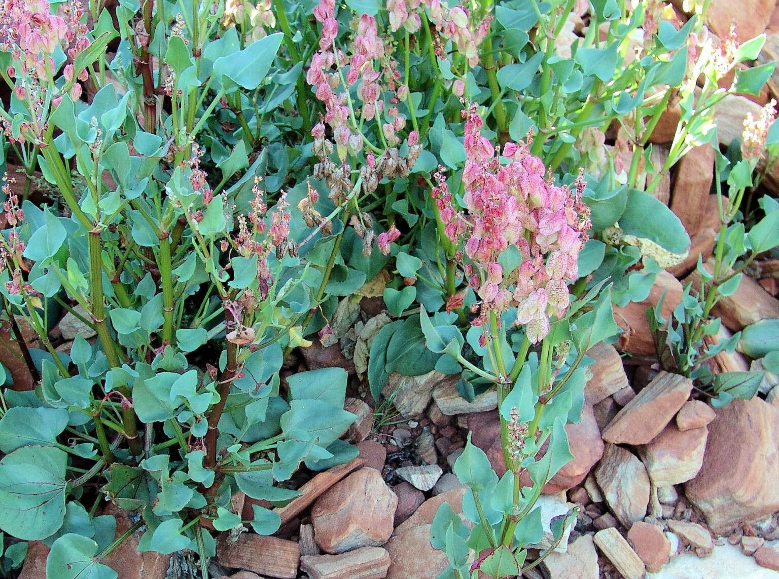 Rosy Dock – Ausemade