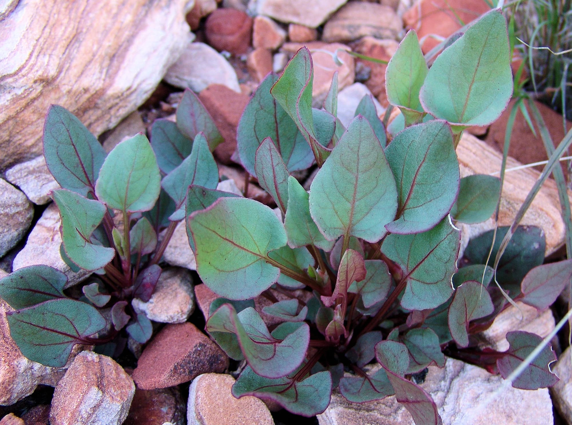 Rosy Dock – Ausemade