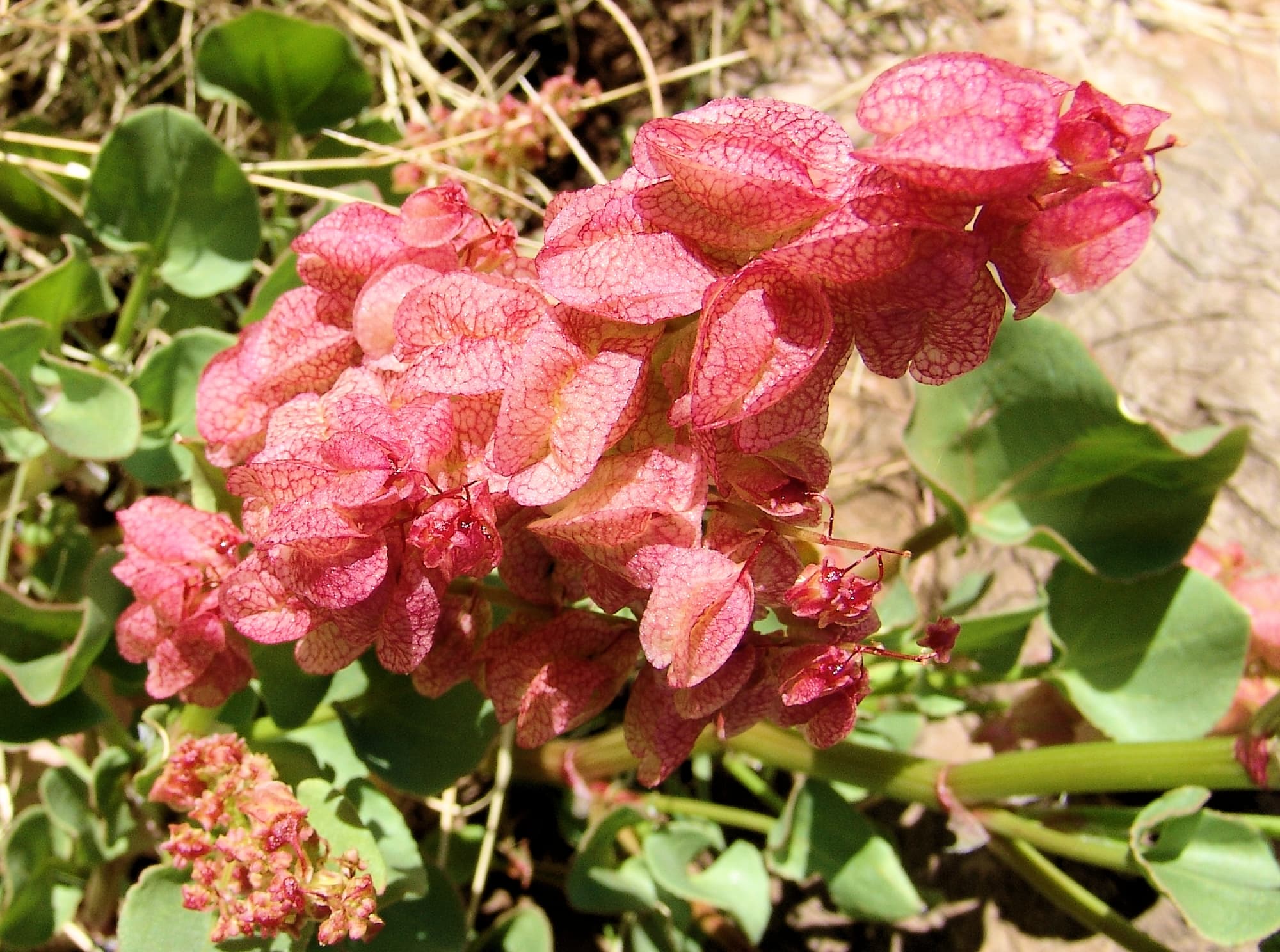 Rosy Dock – Ausemade