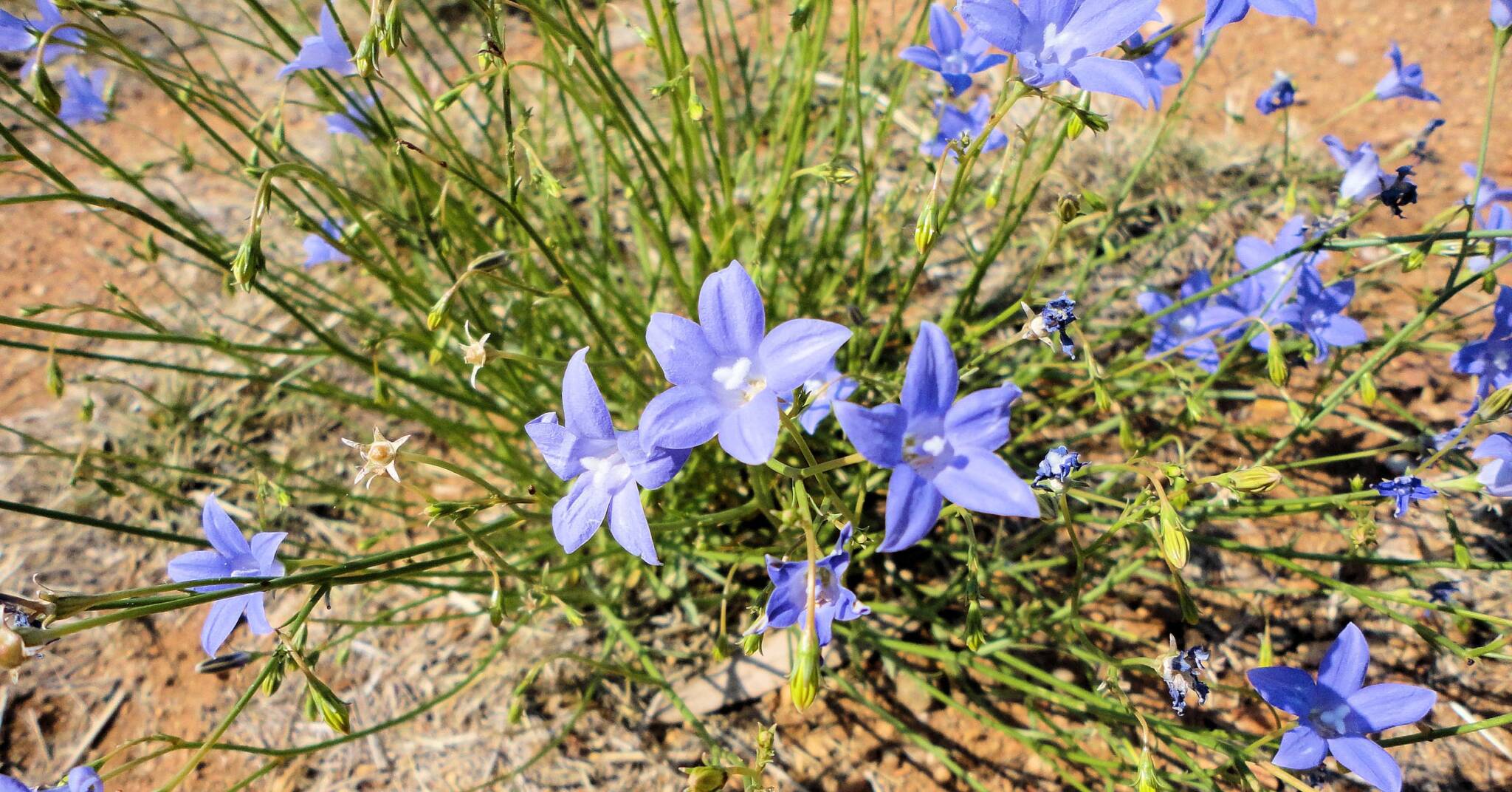 Wildflowers – Ausemade