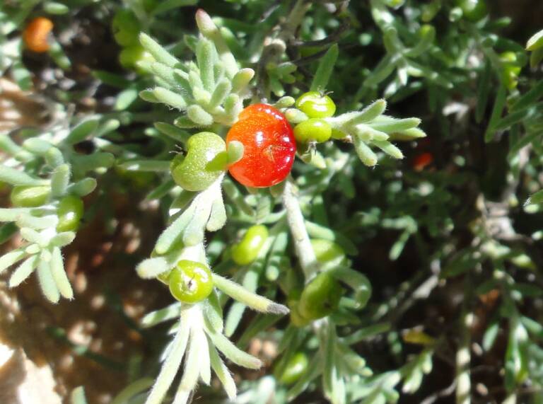 Ruby Saltbush – Ausemade