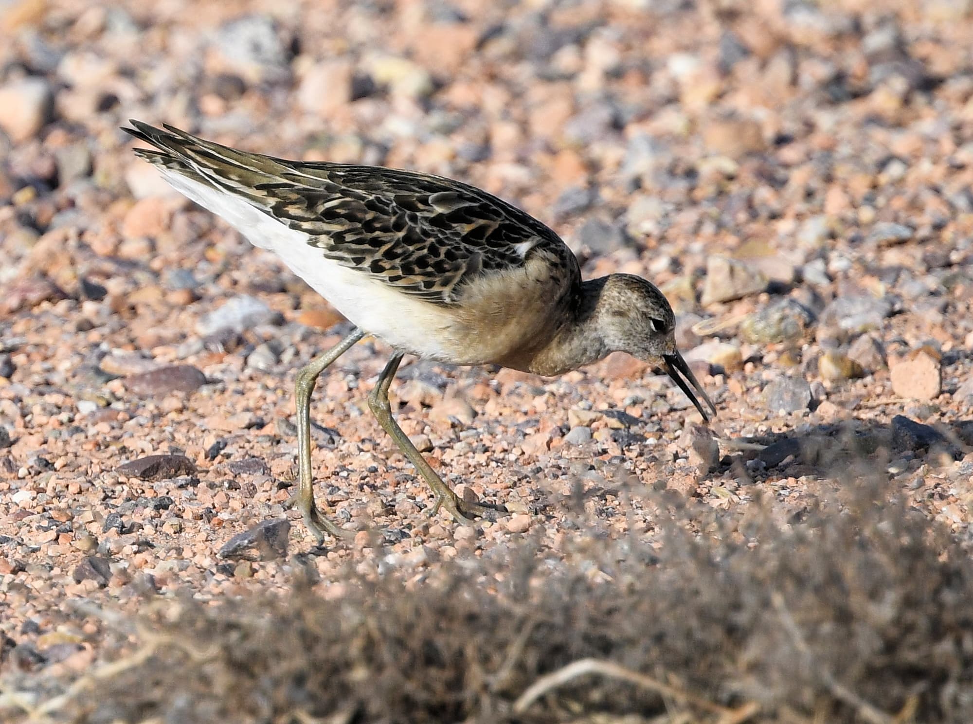 Ruff at the Ponds – Ausemade
