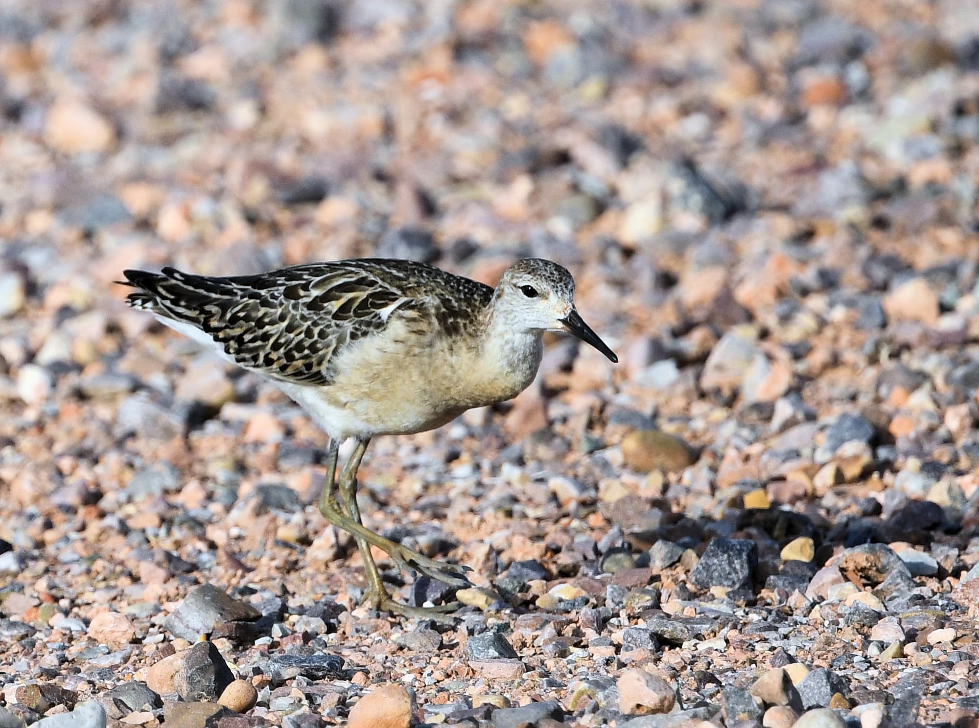 Ruff at the Ponds – Ausemade