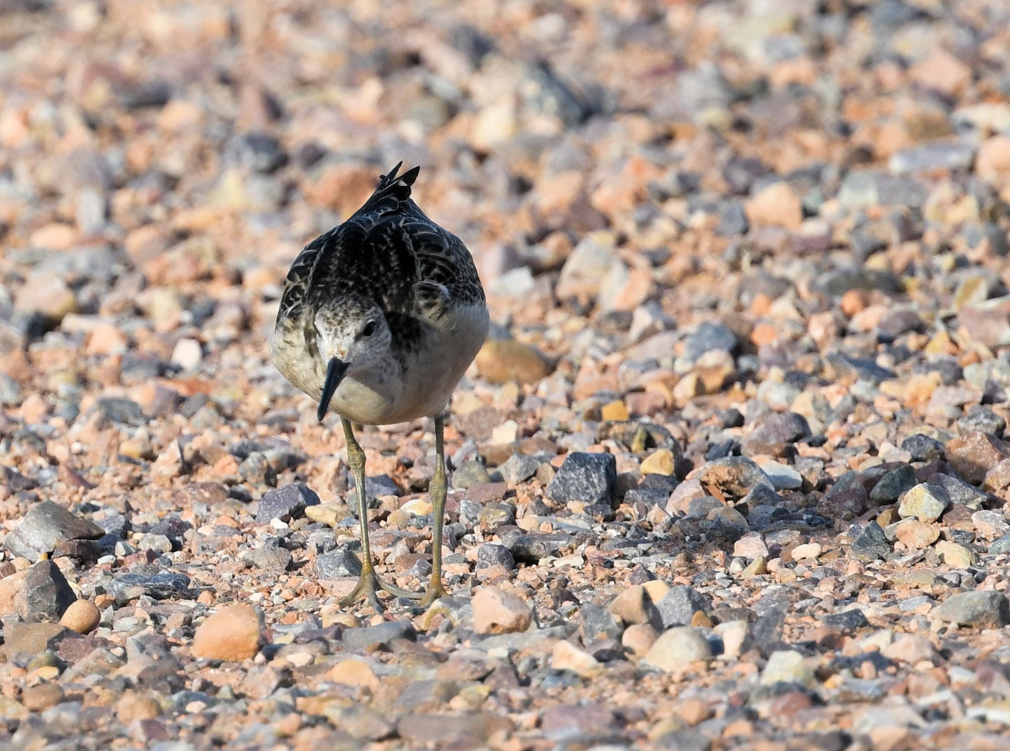Ruff at the Ponds – Ausemade