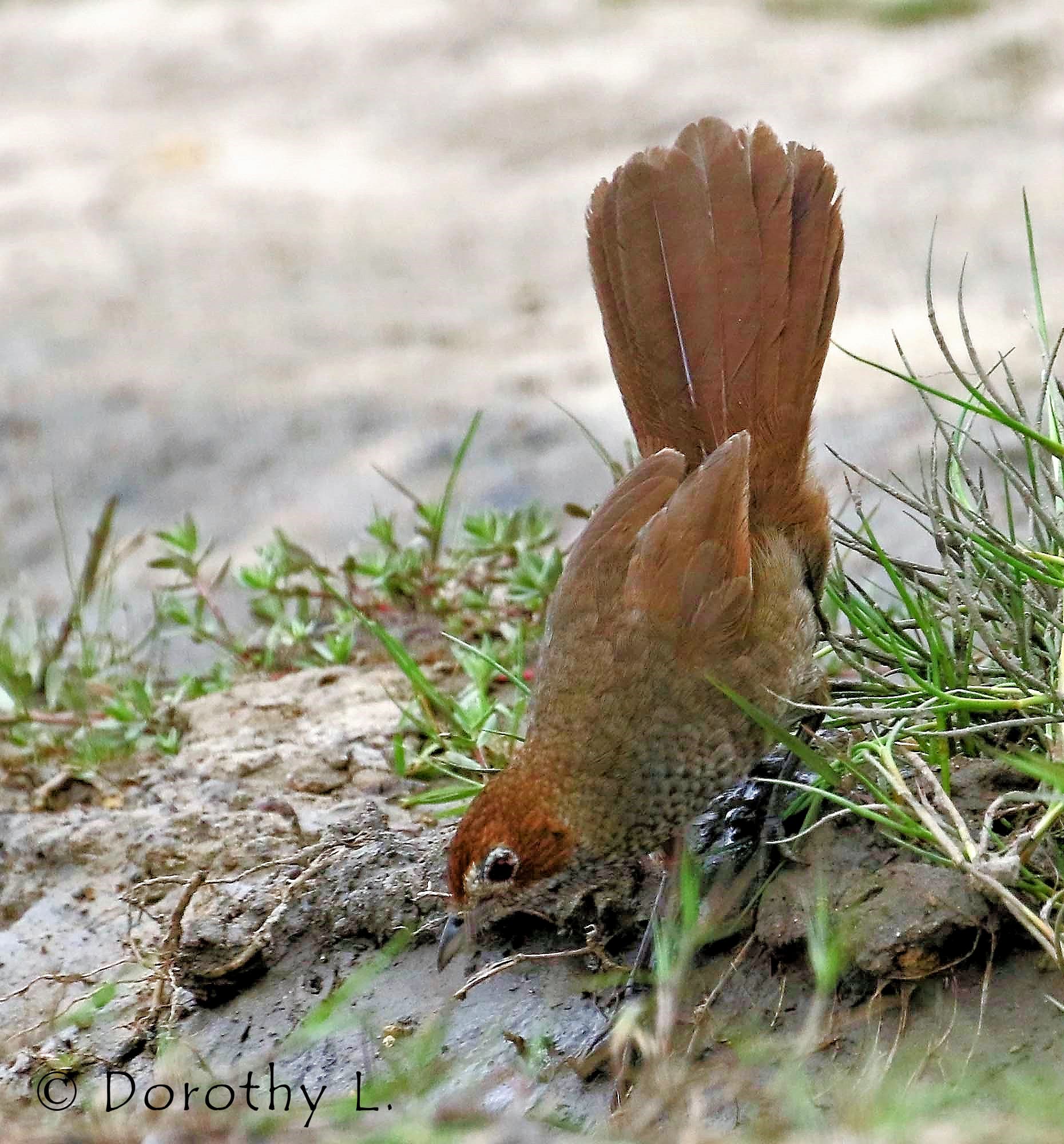 Rufous Bristlebird – Ausemade