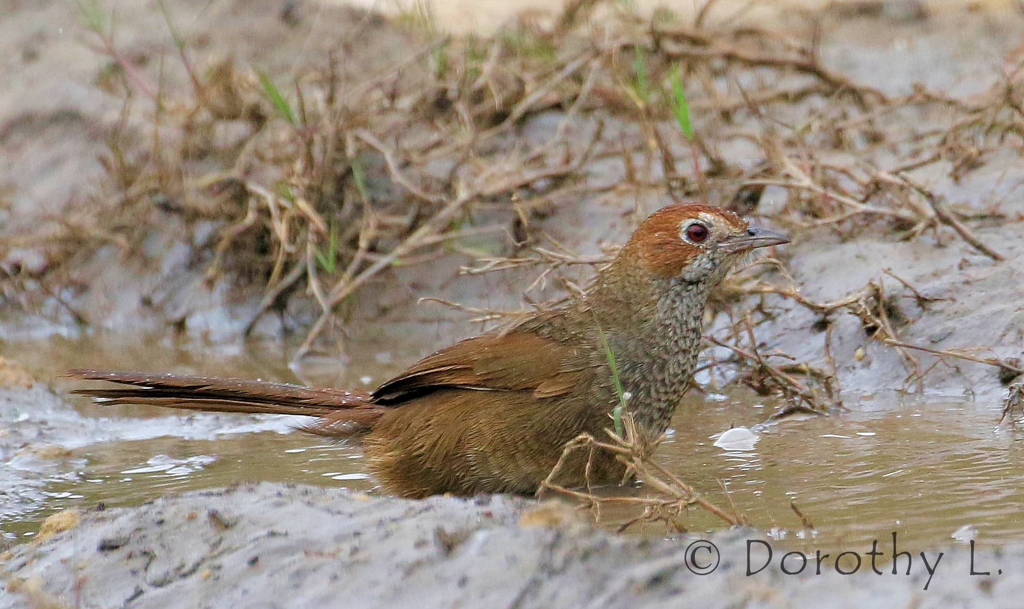 Rufous Bristlebird – Ausemade