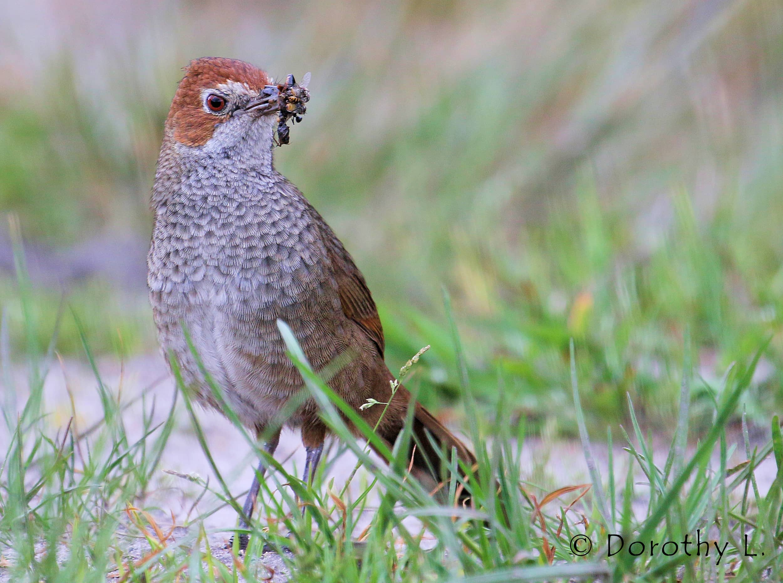 Rufous Bristlebird – Ausemade