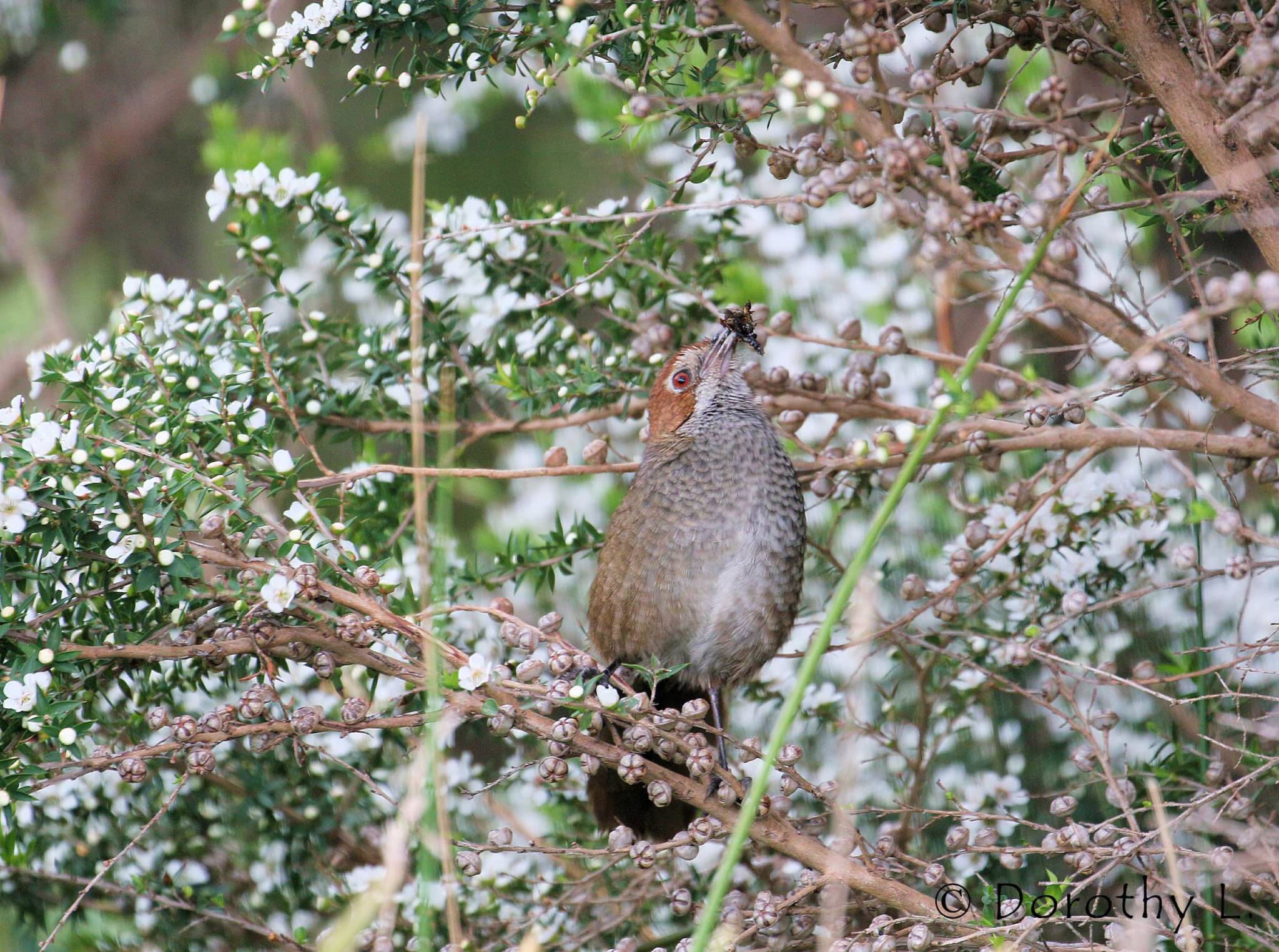 Rufous Bristlebird – Ausemade