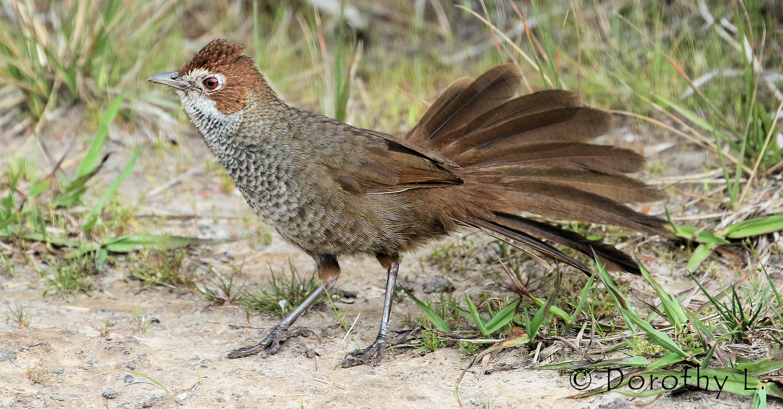 Rufous Bristlebird – Ausemade