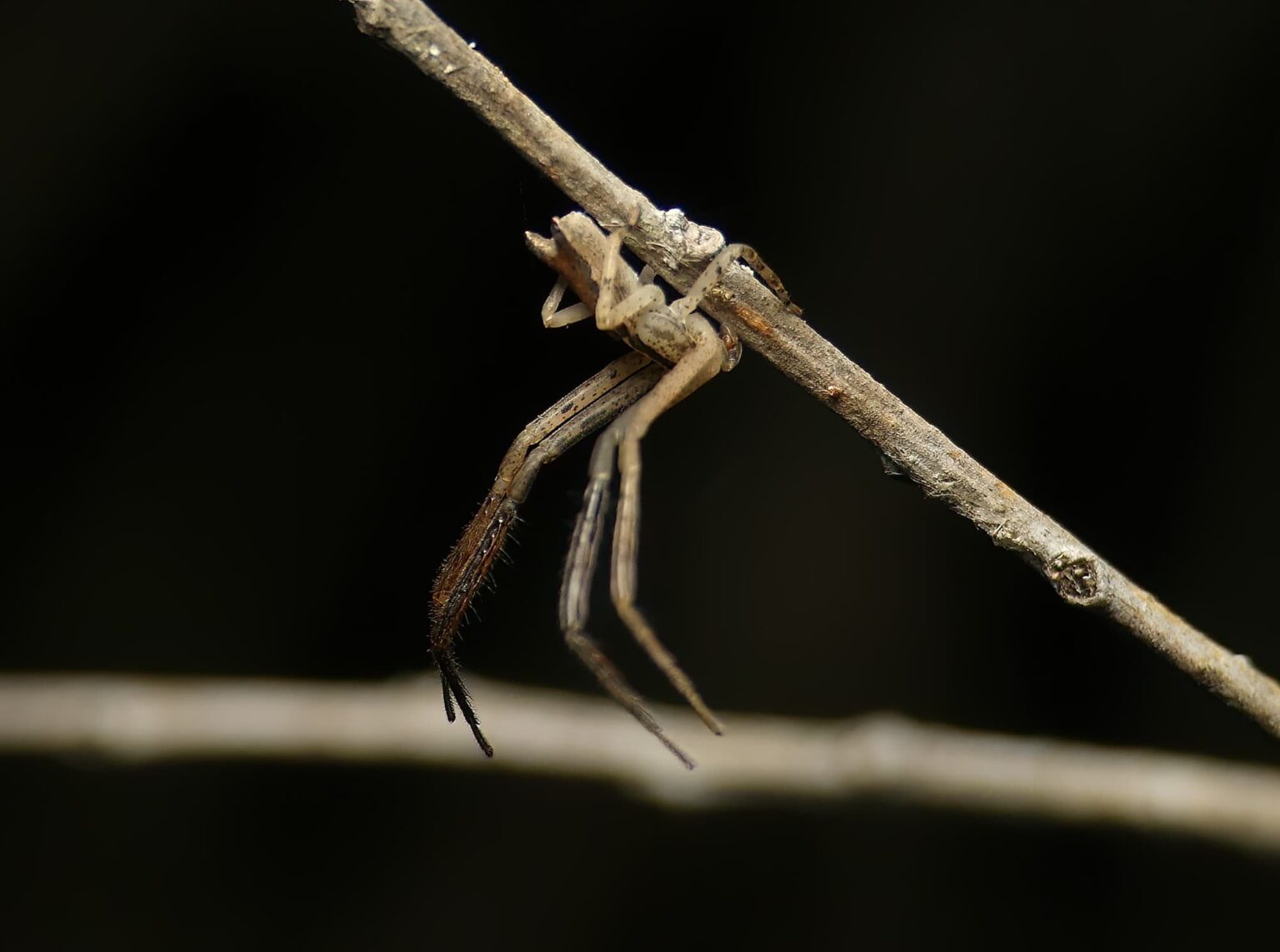 Runcinia acuminata – Ausemade