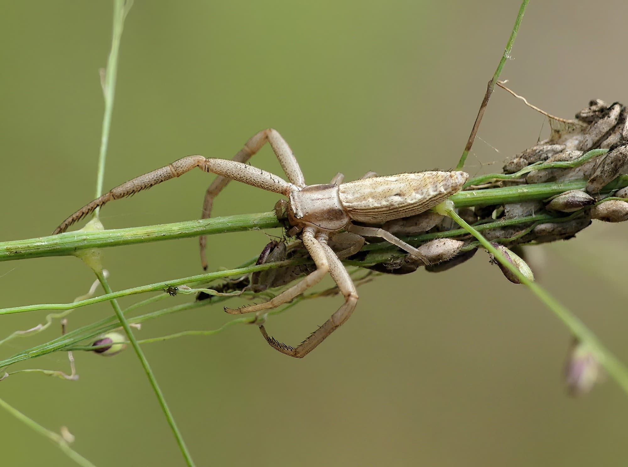 Runcinia acuminata – Ausemade