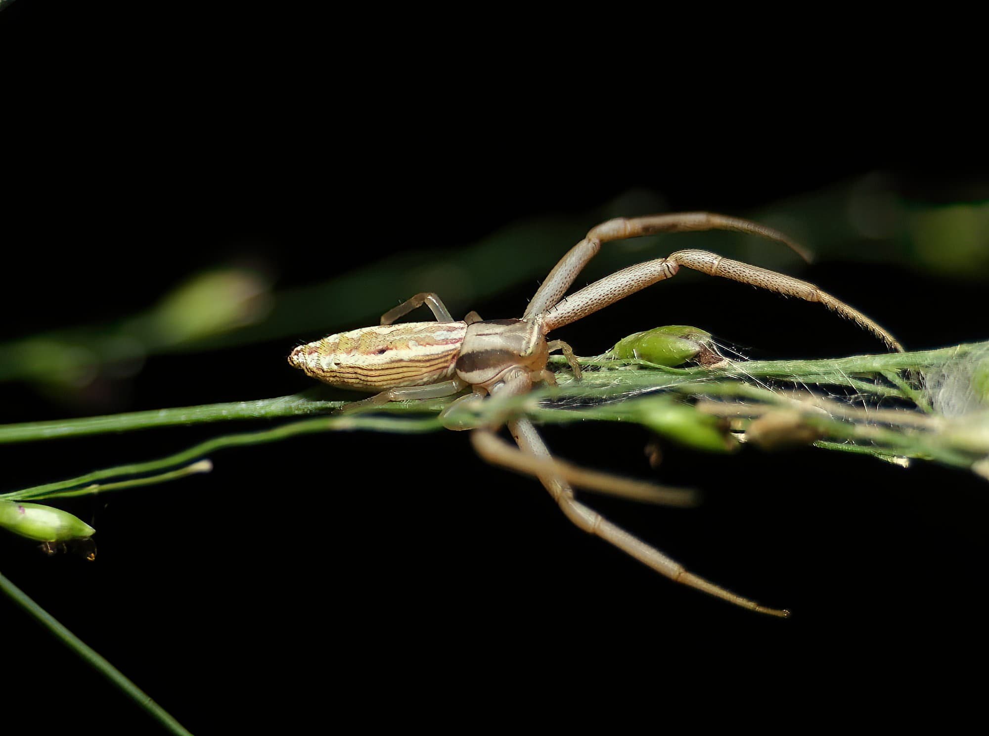 Runcinia acuminata – Ausemade