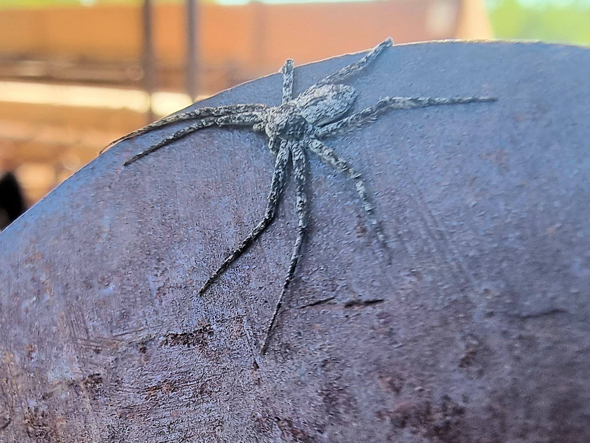 Alice Springs Spiders – Ausemade