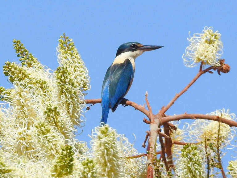 Western Australia Fauna – Ausemade
