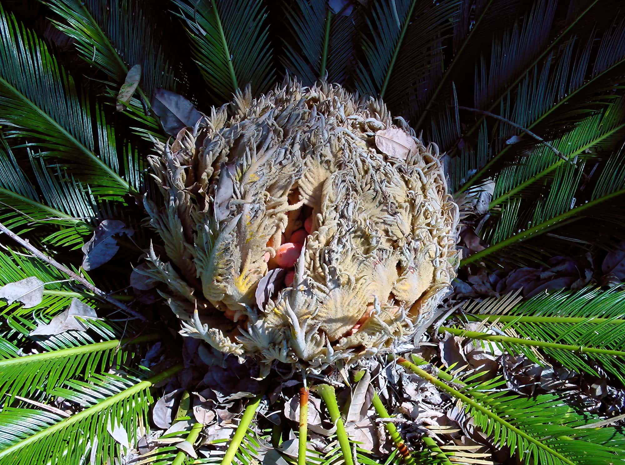 Sago Cycad (Cycas revoluta) – Ausemade
