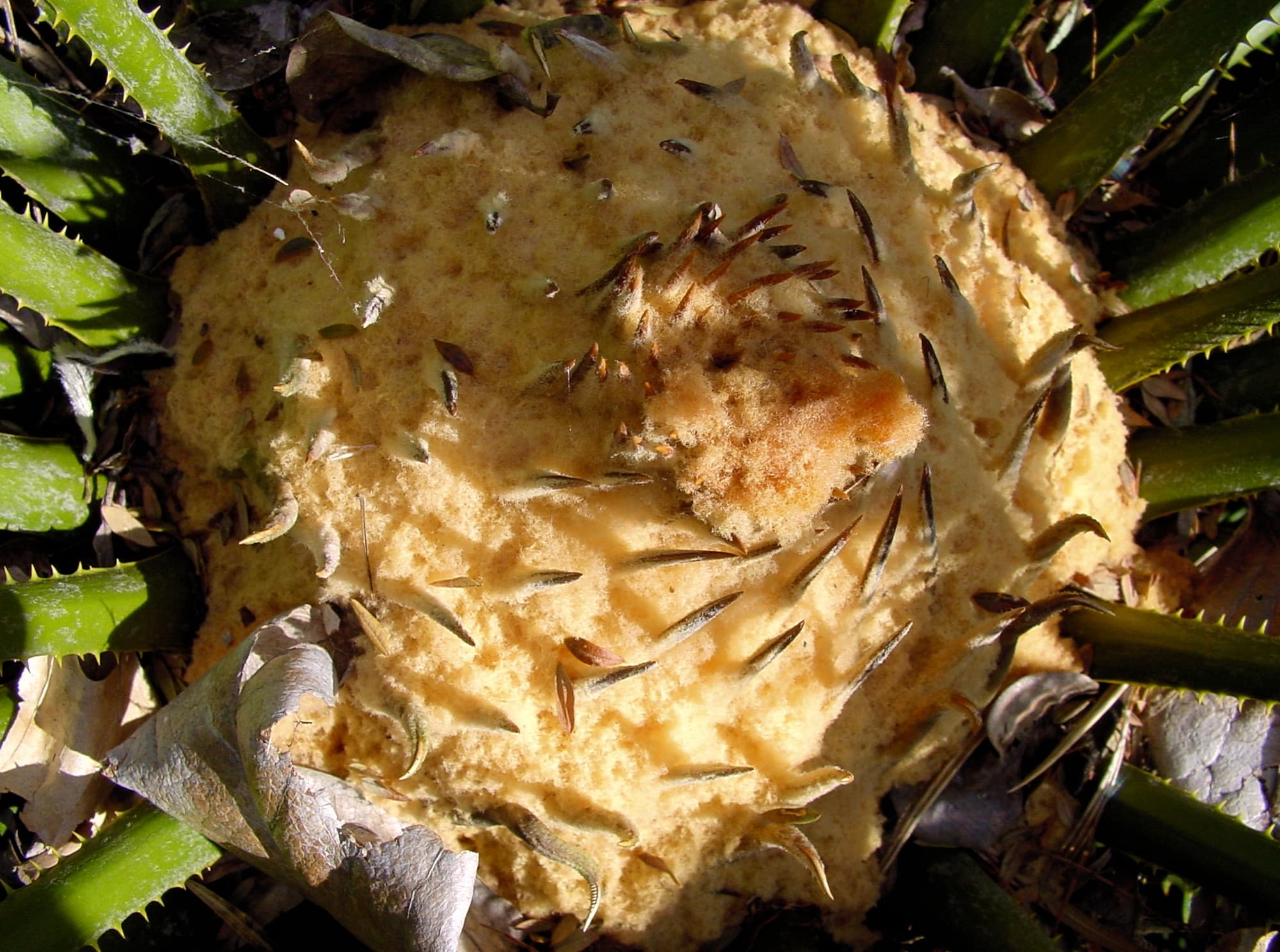 Sago Cycad (Cycas revoluta) – Ausemade