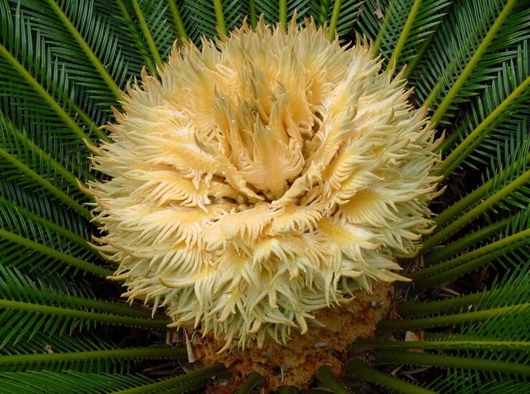 New South Wales Flora – Ausemade