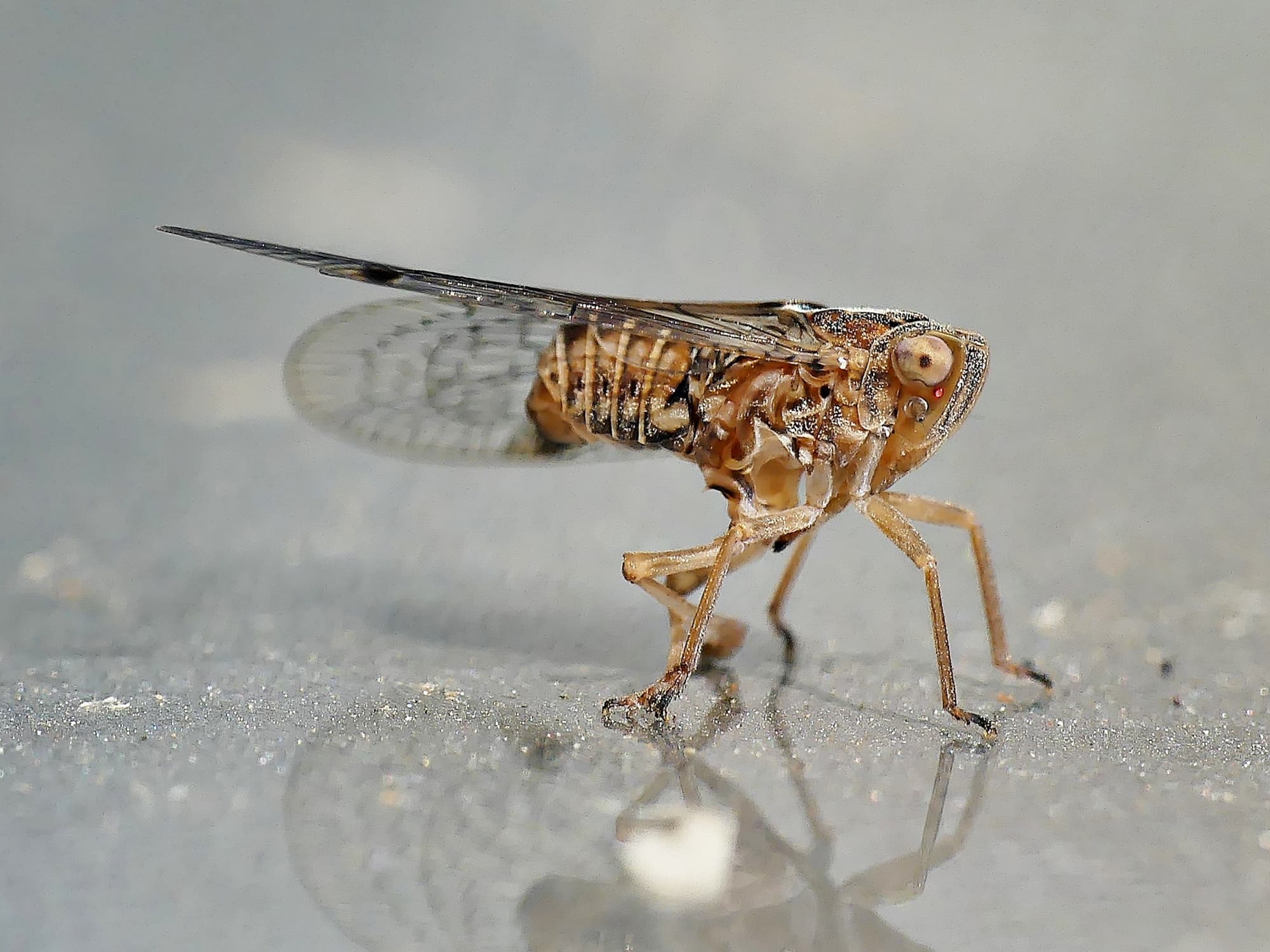 Salona panorpaepennis – Ausemade